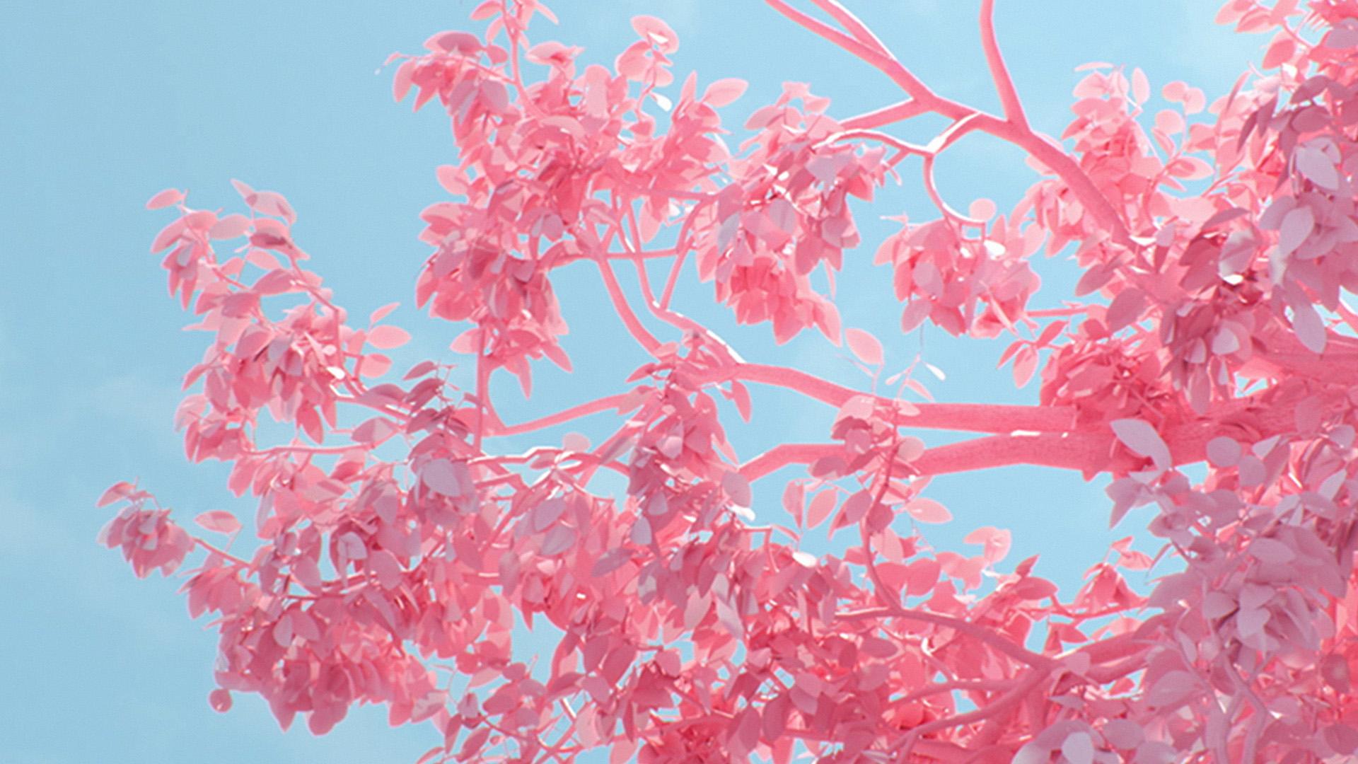 Pink Spring Desktop Wallpapers - Top Free Pink Spring Desktop ...