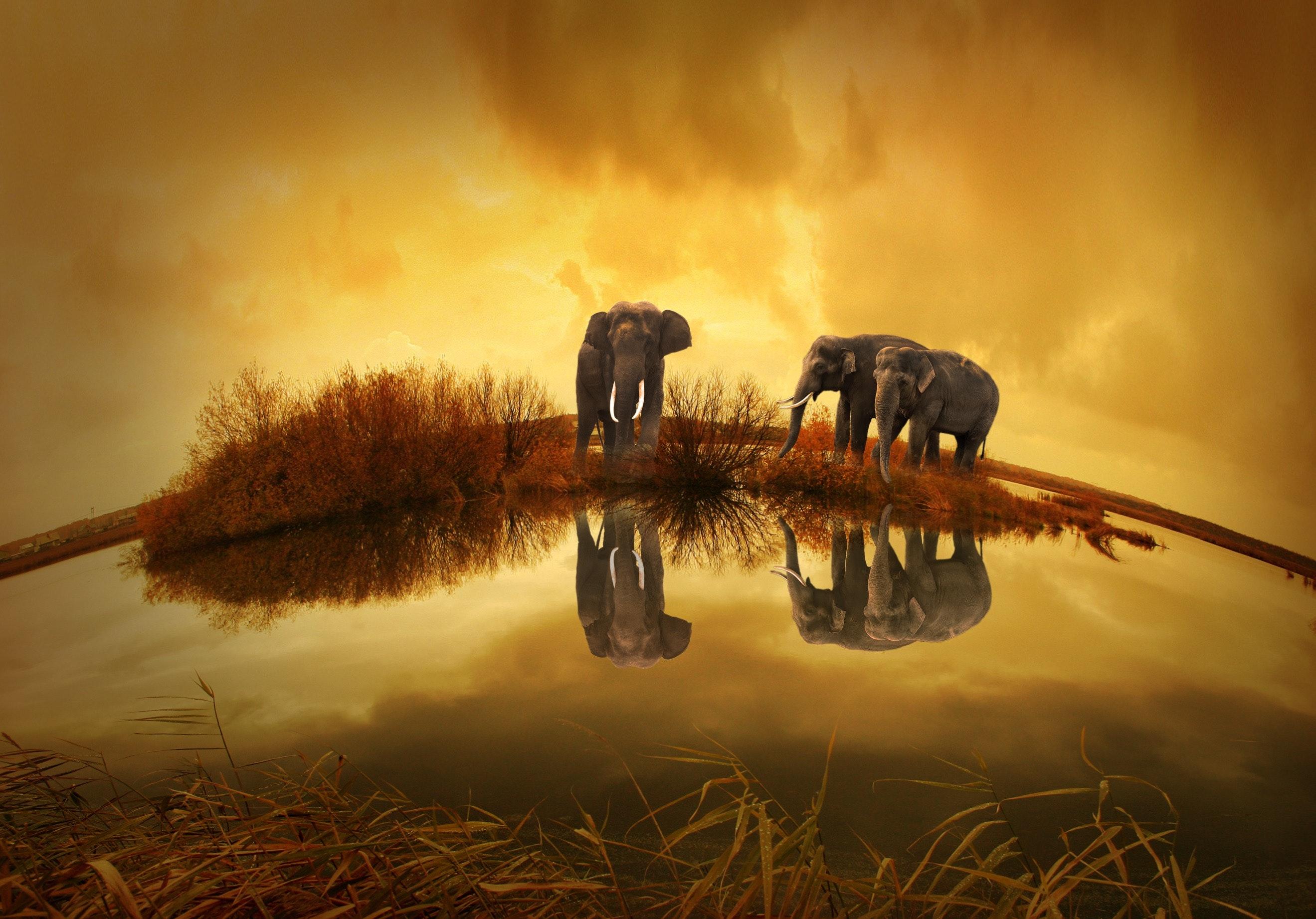 Elephant Desktop Wallpapers - Top Free Elephant Desktop Backgrounds ...