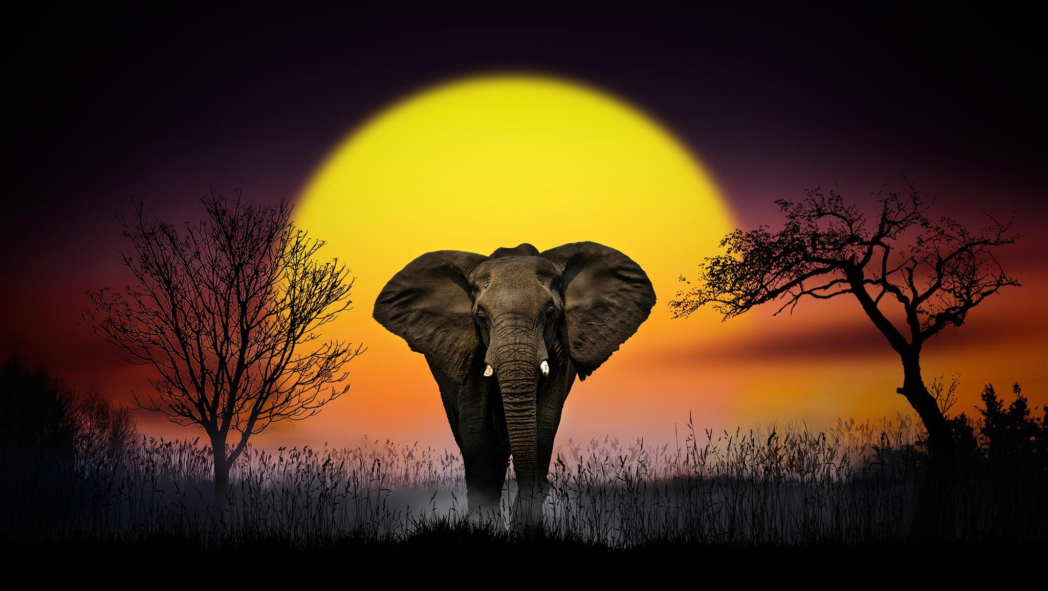 Elephant Desktop Wallpapers - Top Free Elephant Desktop Backgrounds ...