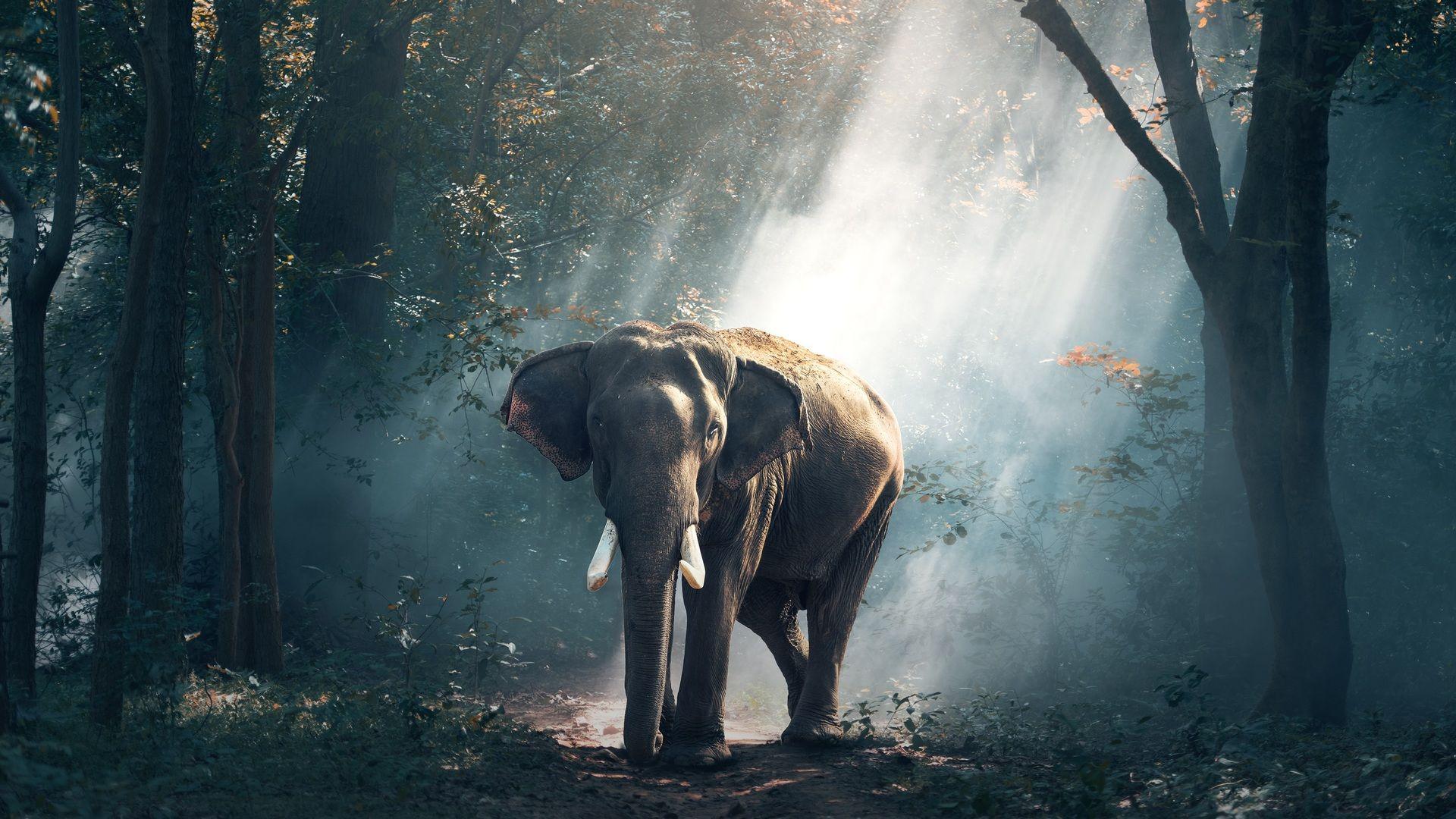 Elephant Desktop Wallpapers - Top Free Elephant Desktop Backgrounds ...