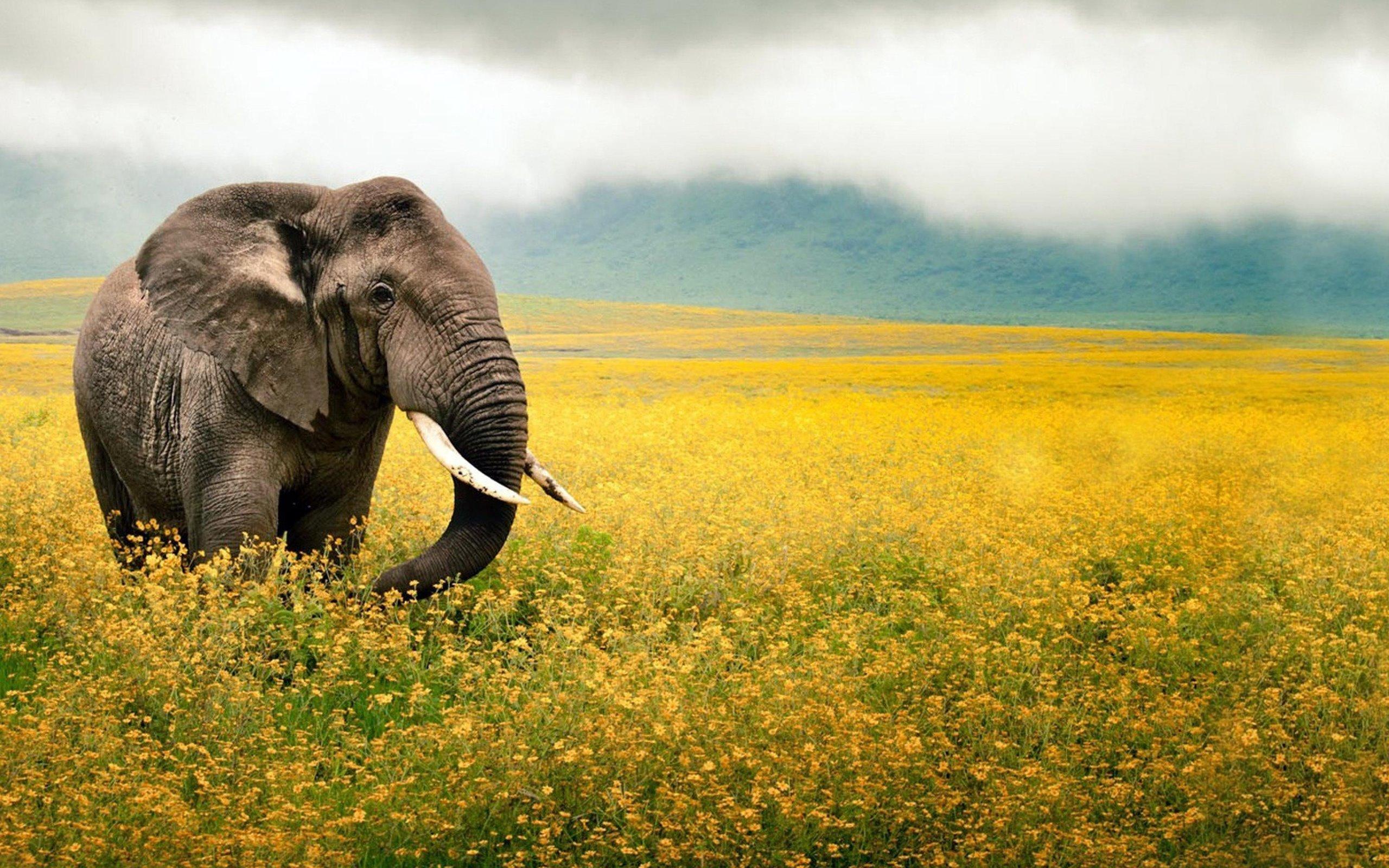 Elephant Desktop Wallpapers - Top Free Elephant Desktop Backgrounds ...