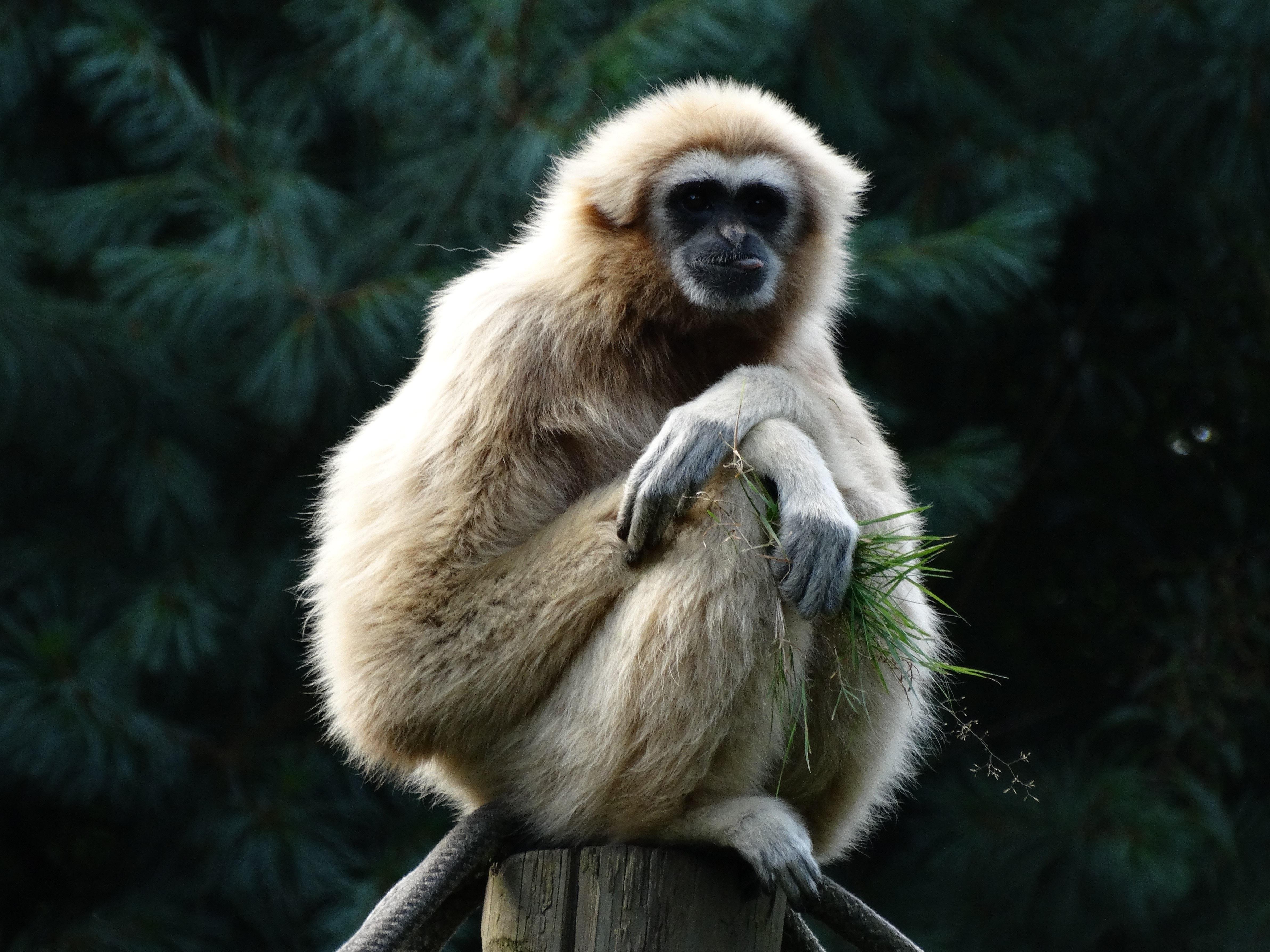 Gibbon Wallpapers - Top Free Gibbon Backgrounds - WallpaperAccess