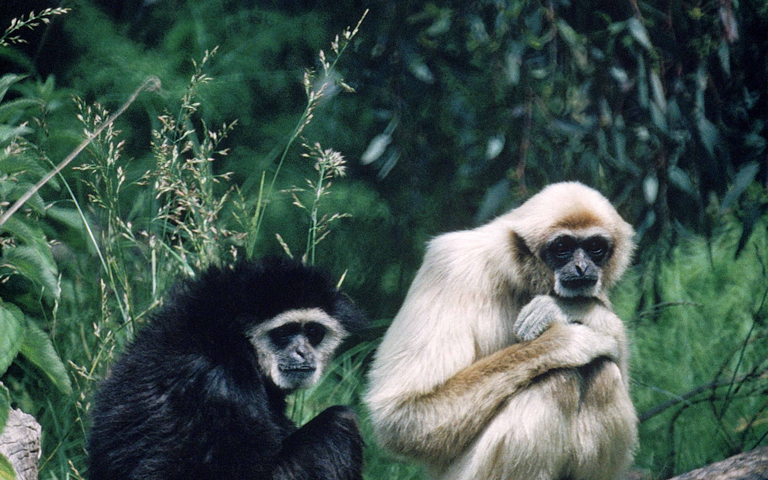 Gibbon Wallpapers - Top Free Gibbon Backgrounds - WallpaperAccess