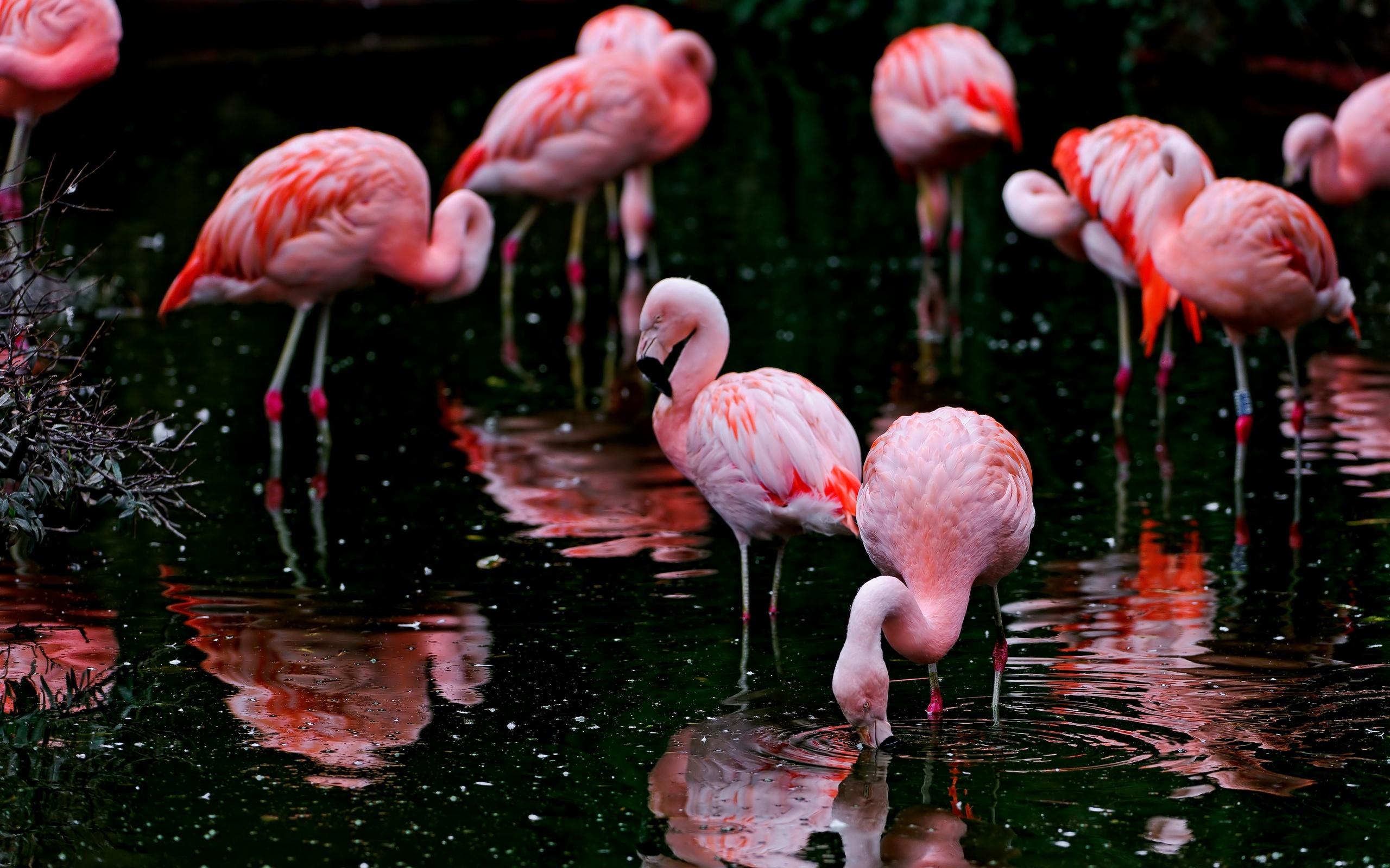 Flamingo Wallpapers - Top Free Flamingo Backgrounds - WallpaperAccess