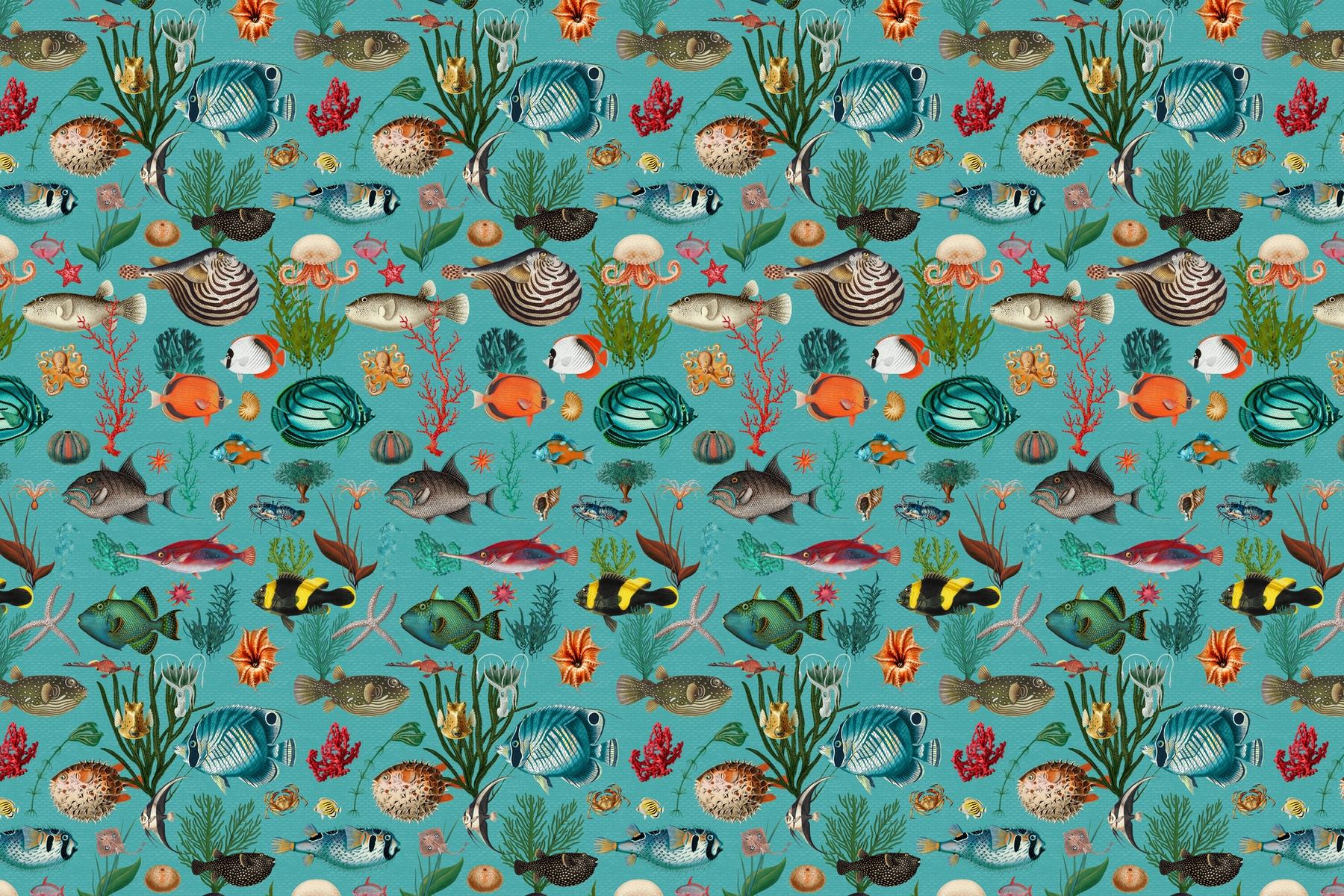 Oceania Wallpapers - Top Free Oceania Backgrounds - WallpaperAccess