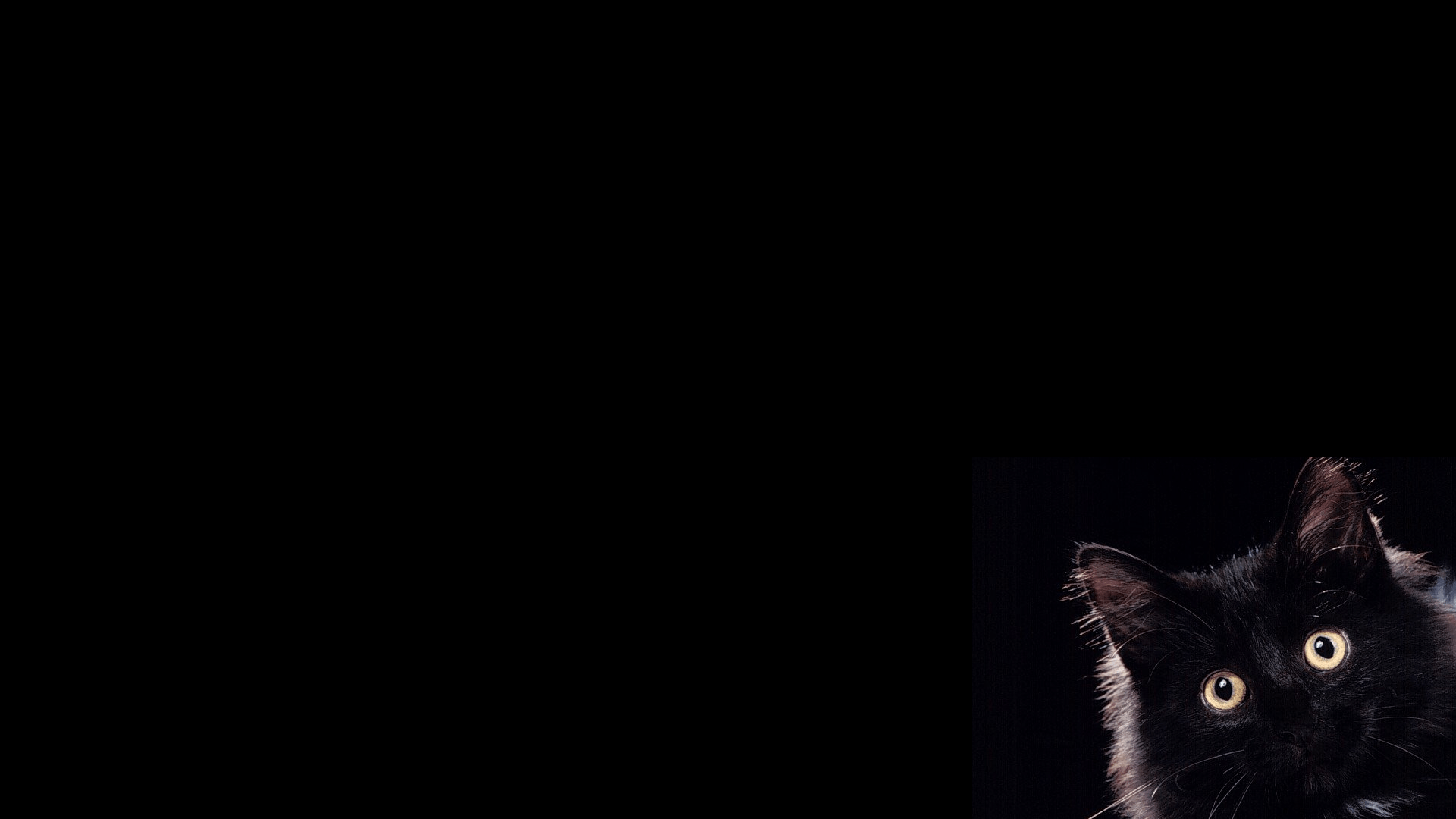 Cat Computer Wallpapers - Top Free Cat Computer Backgrounds ...