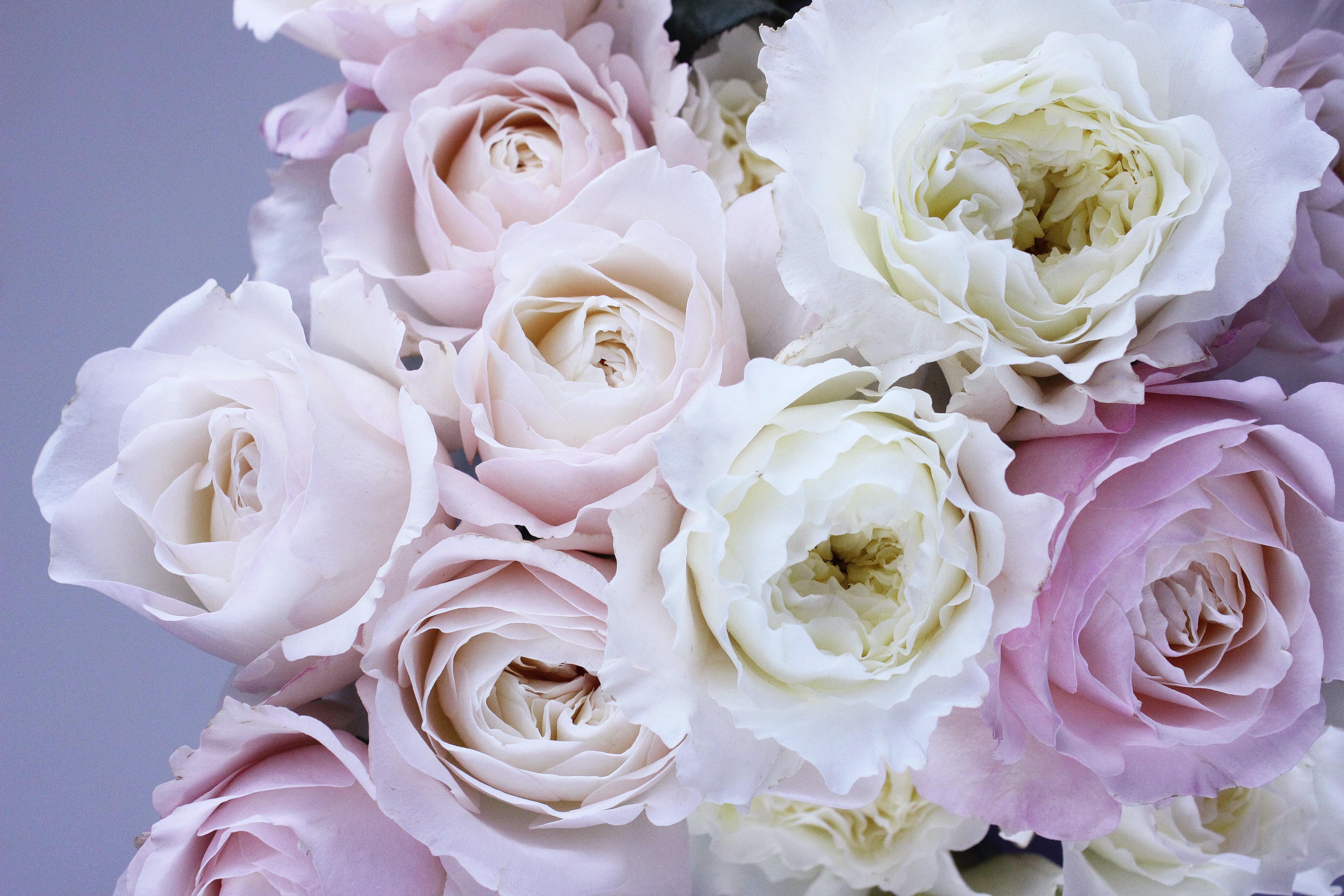 Pink and White Roses Wallpapers - Top Free Pink and White Roses ...