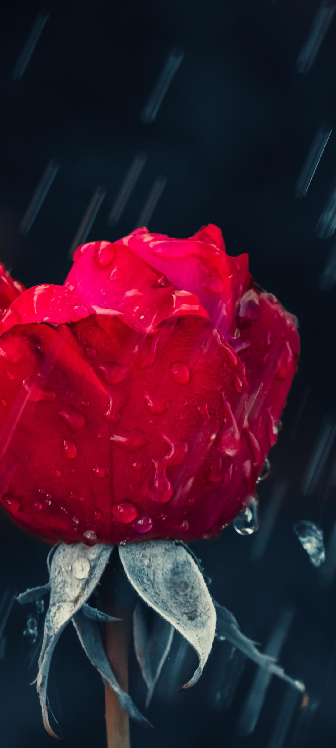 Rain Rose Wallpapers - Top Free Rain Rose Backgrounds - WallpaperAccess
