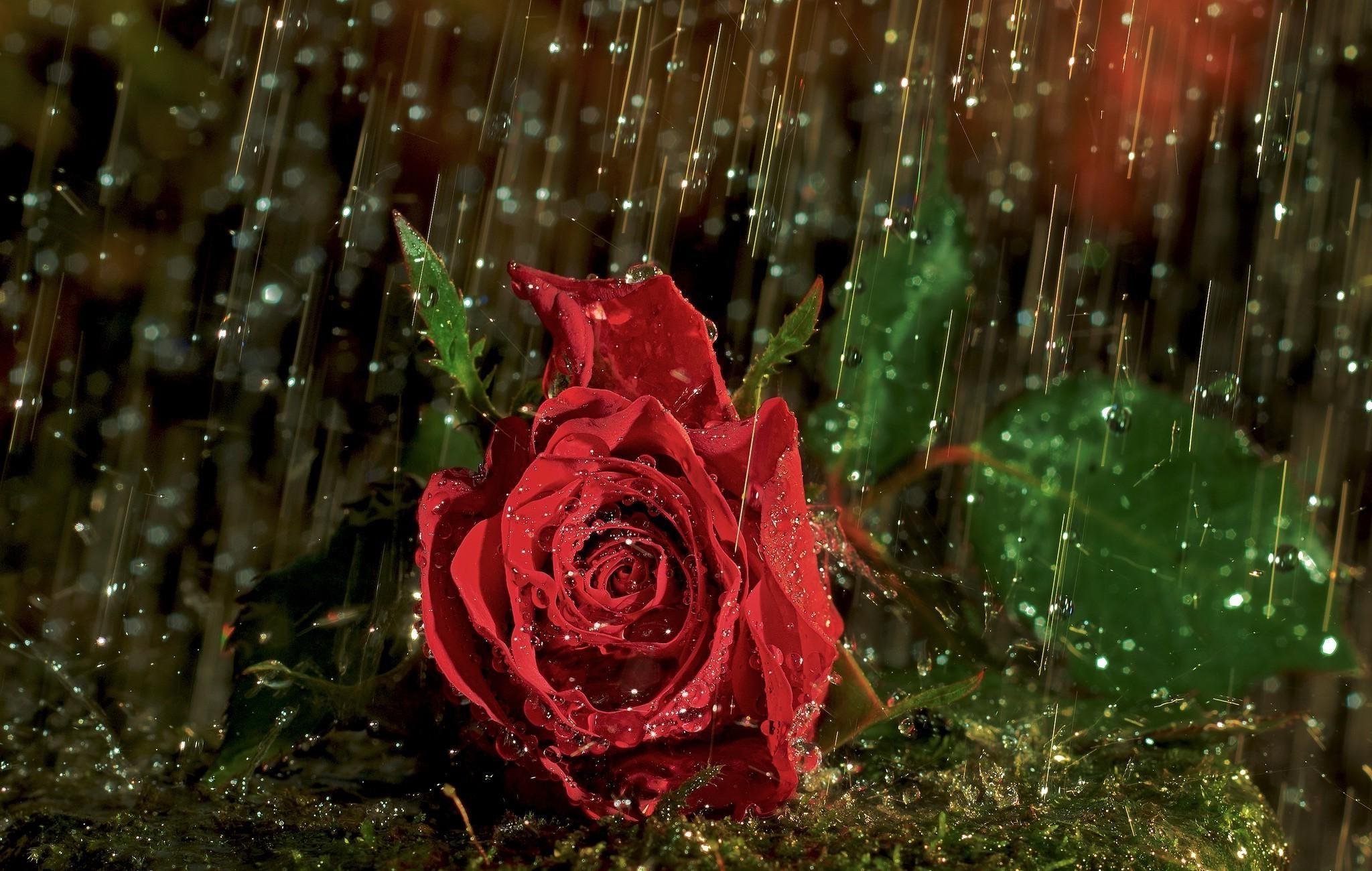 Rain Rose Wallpapers - Top Free Rain Rose Backgrounds - WallpaperAccess