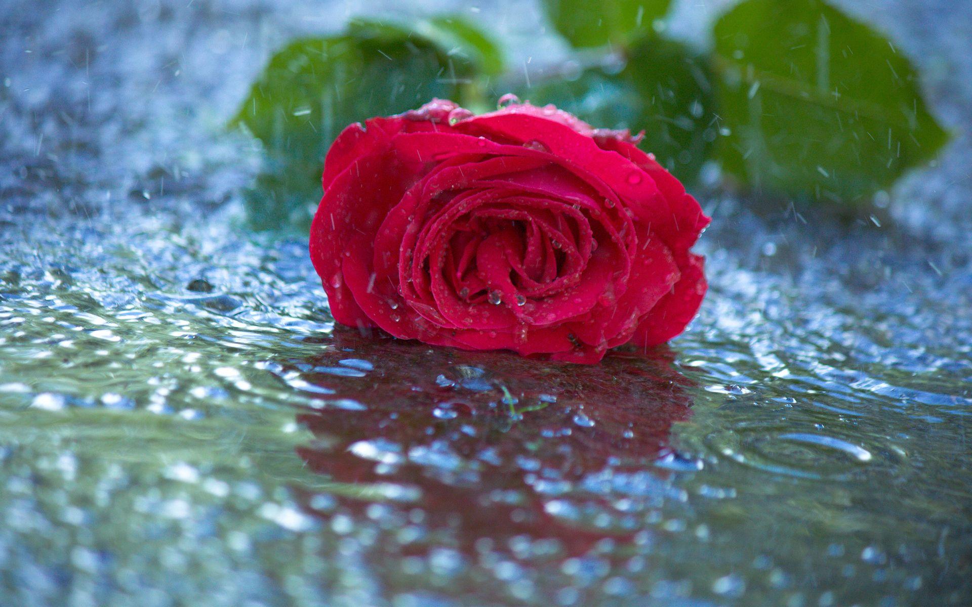 Rain Rose Wallpapers - Top Free Rain Rose Backgrounds - WallpaperAccess