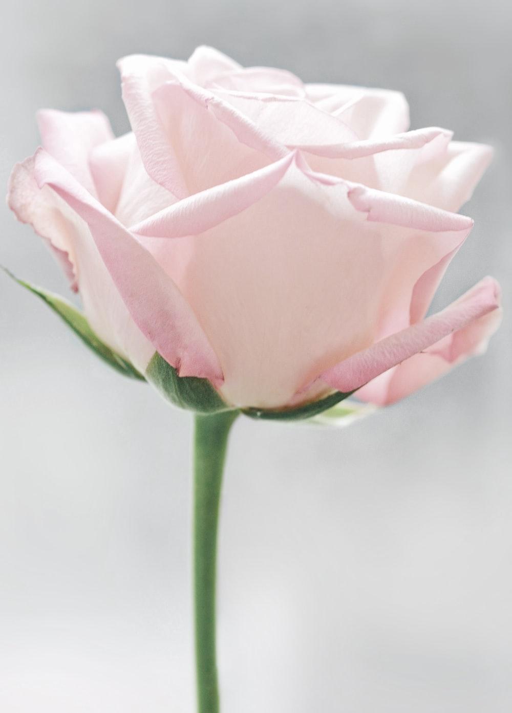Pink and White Roses Wallpapers - Top Free Pink and White Roses ...