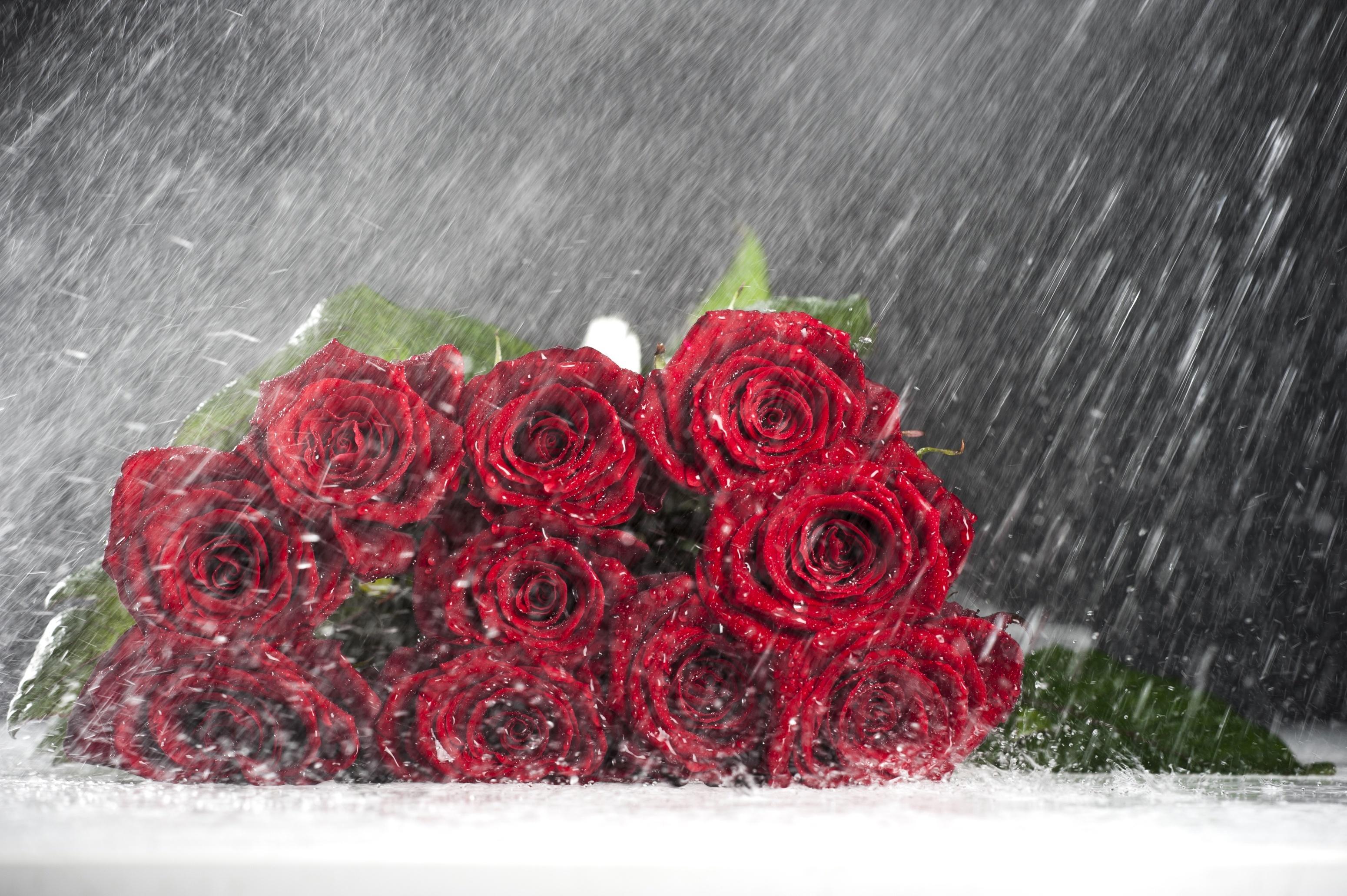 Rain Rose Wallpapers - Top Free Rain Rose Backgrounds - WallpaperAccess