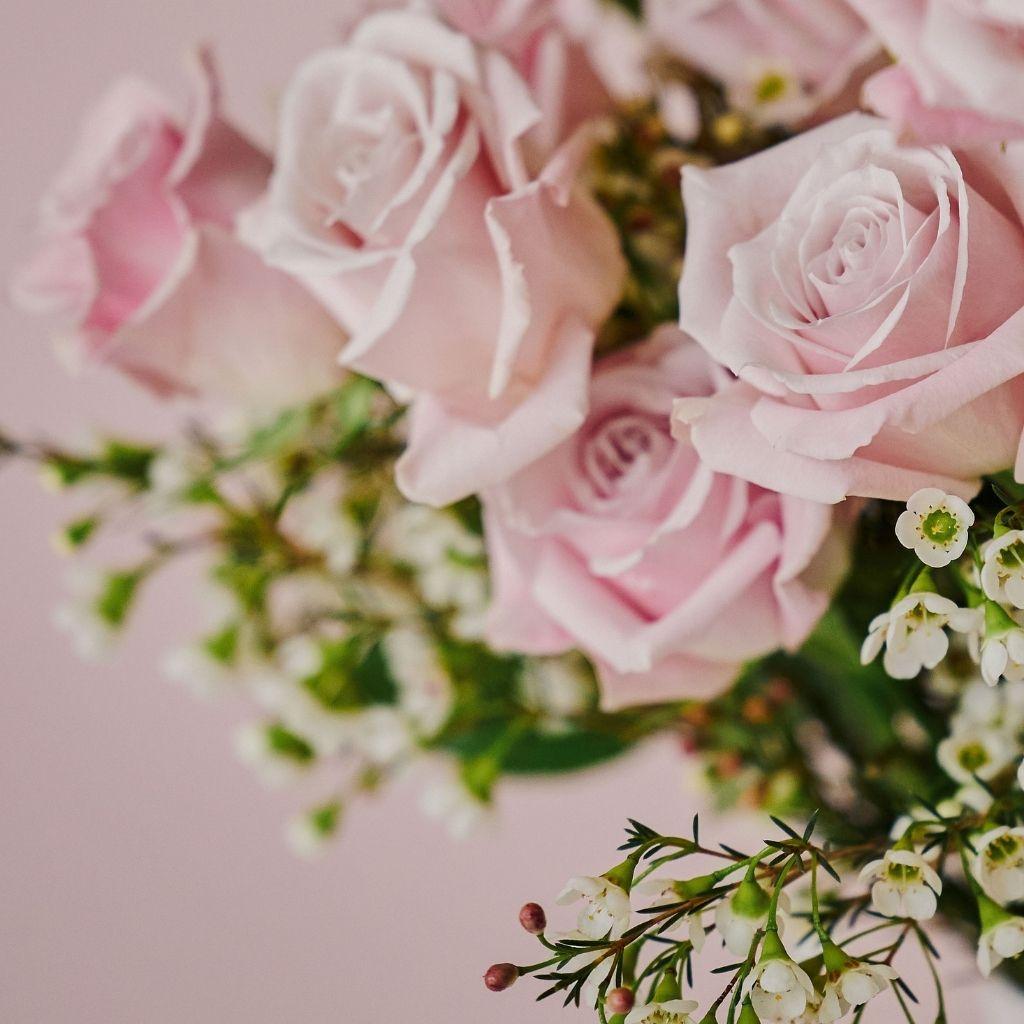 Pink and White Roses Wallpapers - Top Free Pink and White Roses ...