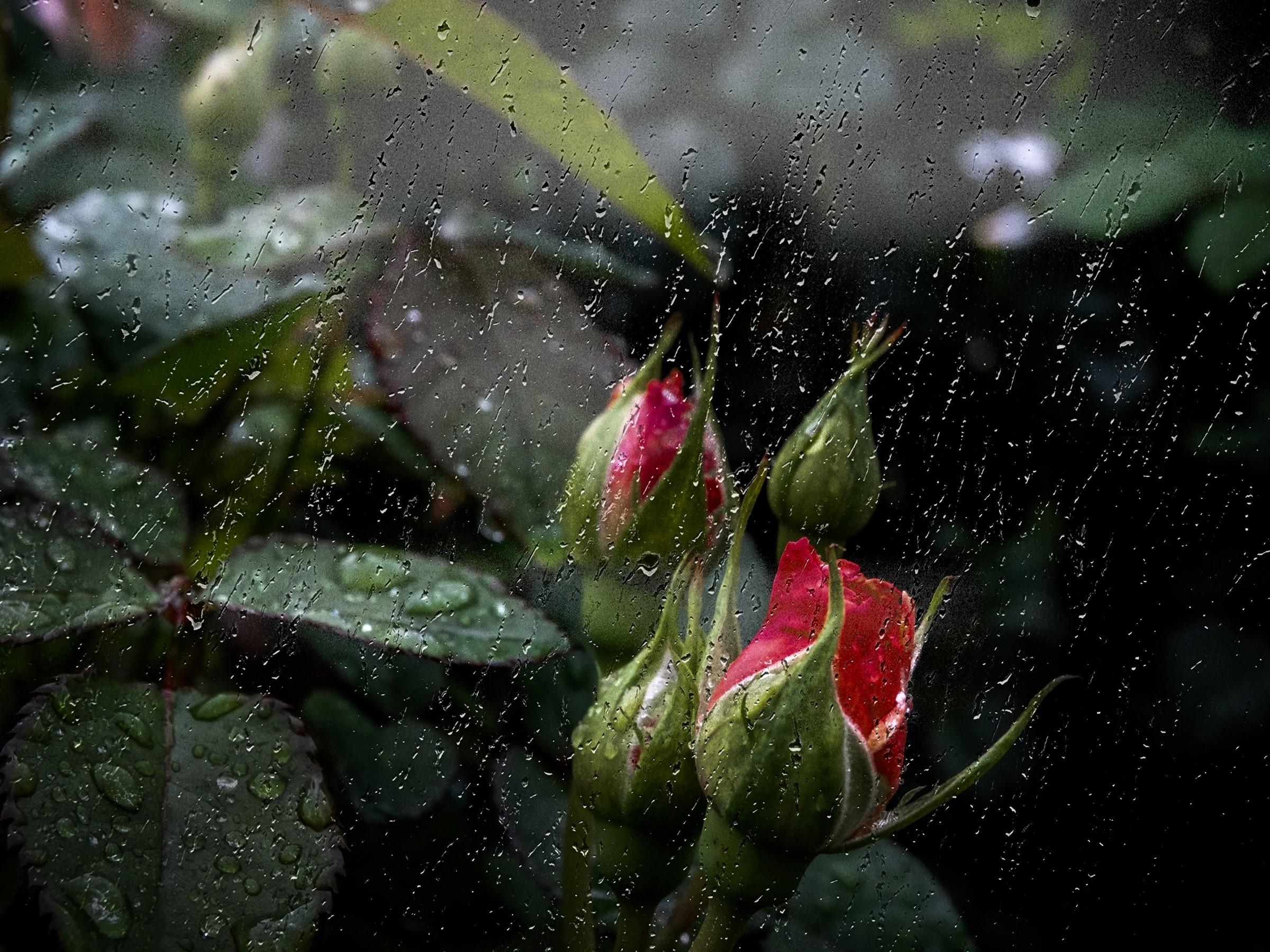 Rain Rose Wallpapers - Top Free Rain Rose Backgrounds - WallpaperAccess