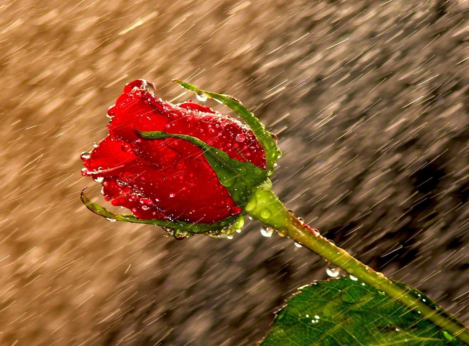 Rain Rose Wallpapers - Top Free Rain Rose Backgrounds - WallpaperAccess