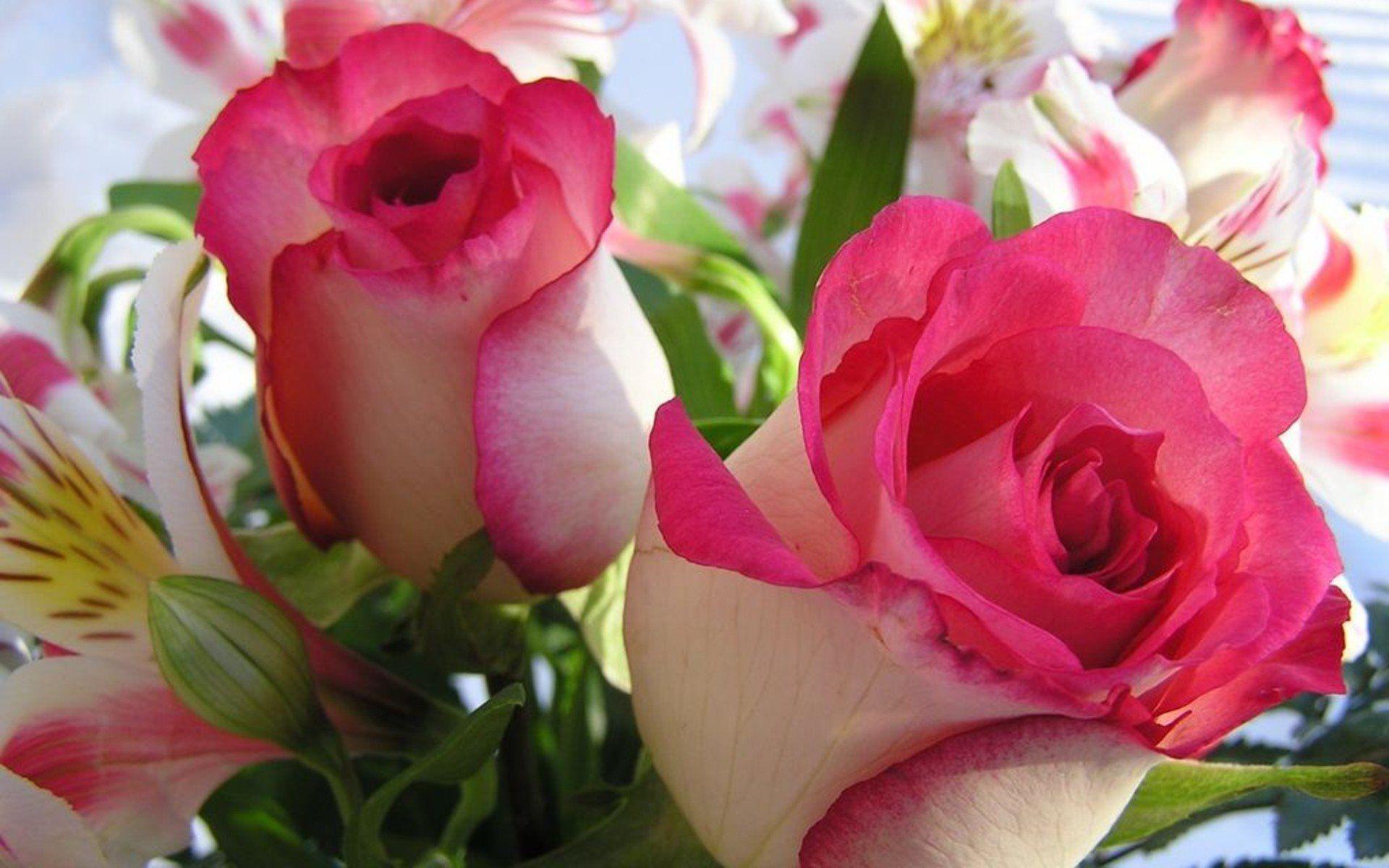 Pink and White Roses Wallpapers - Top Free Pink and White Roses ...