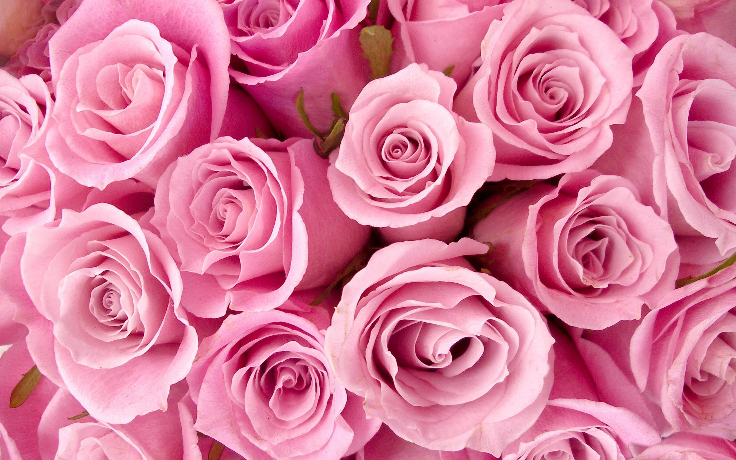 Pink and White Roses Wallpapers - Top Free Pink and White Roses ...
