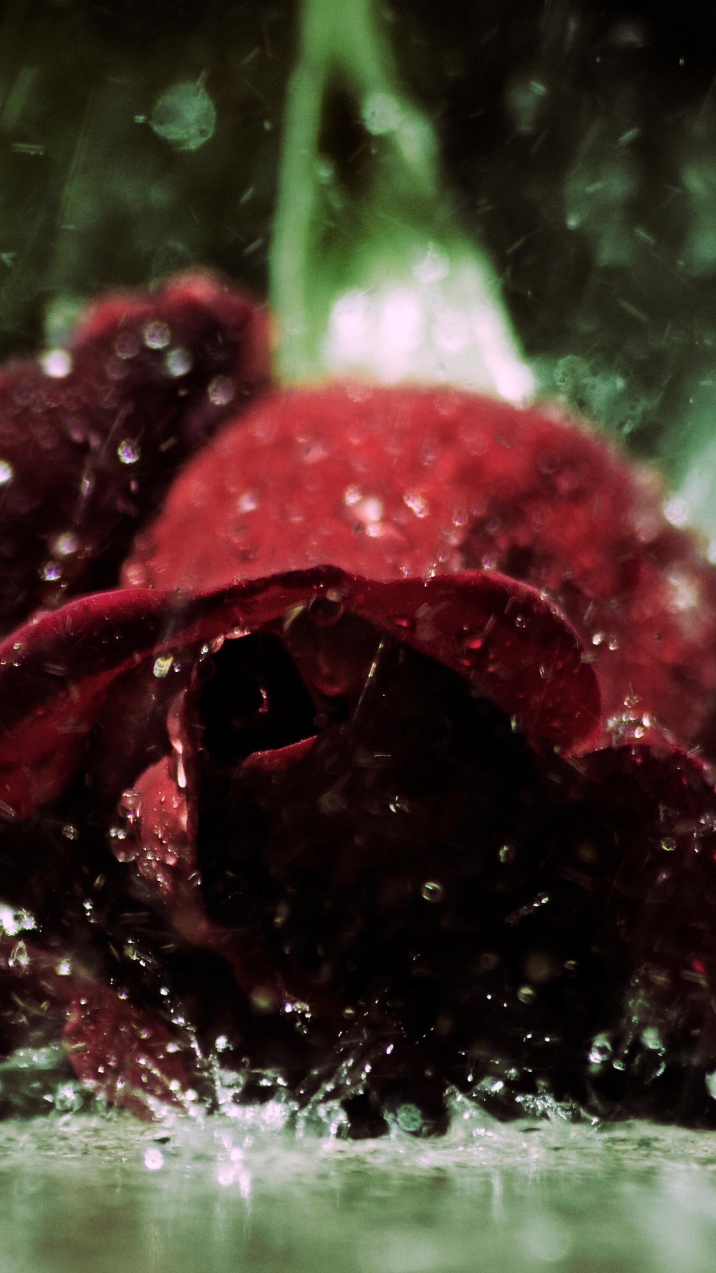 Rain Rose Wallpapers - Top Free Rain Rose Backgrounds - WallpaperAccess