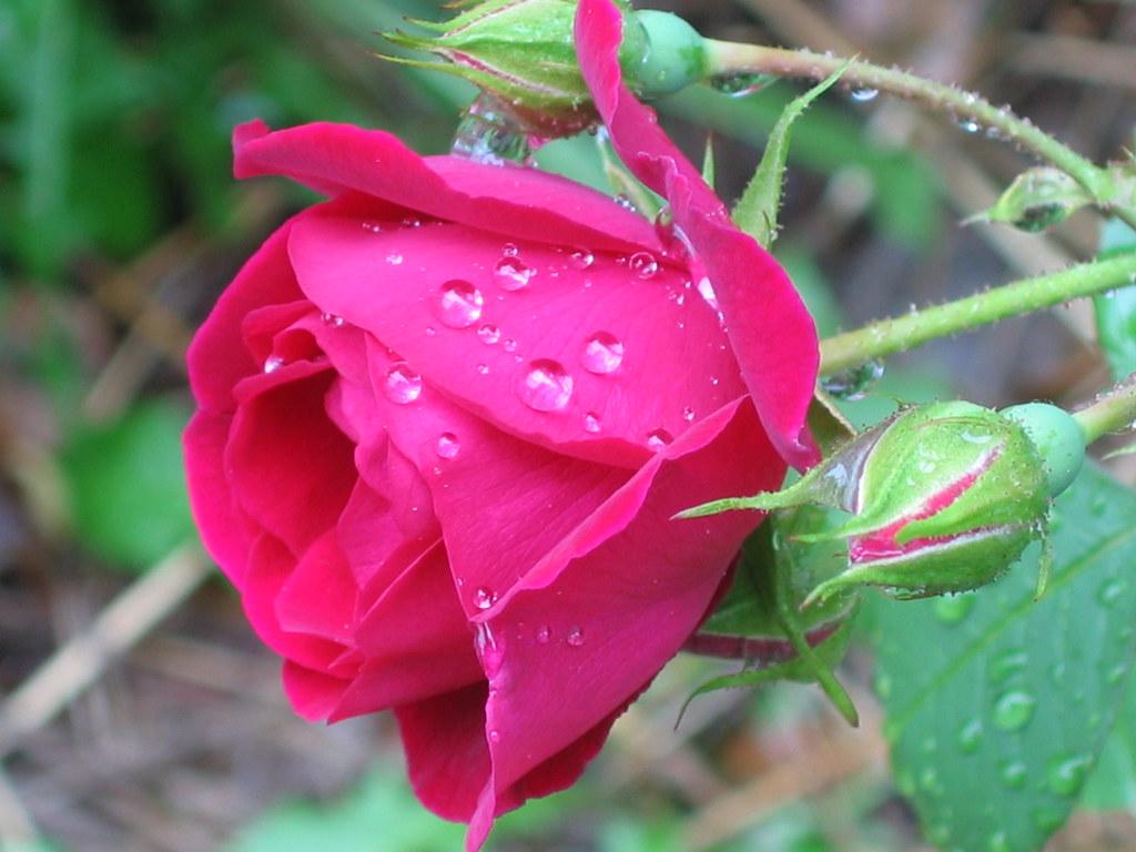 Rain Rose Wallpapers - Top Free Rain Rose Backgrounds - WallpaperAccess