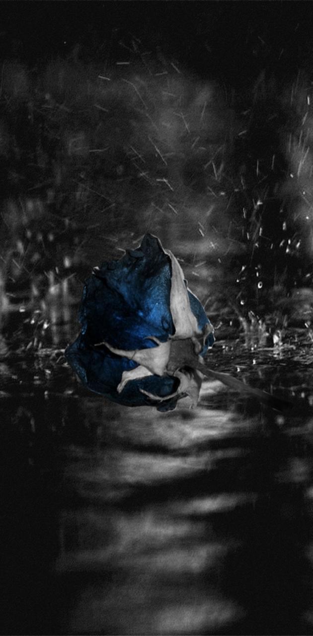 Rain Rose Wallpapers - Top Free Rain Rose Backgrounds - WallpaperAccess
