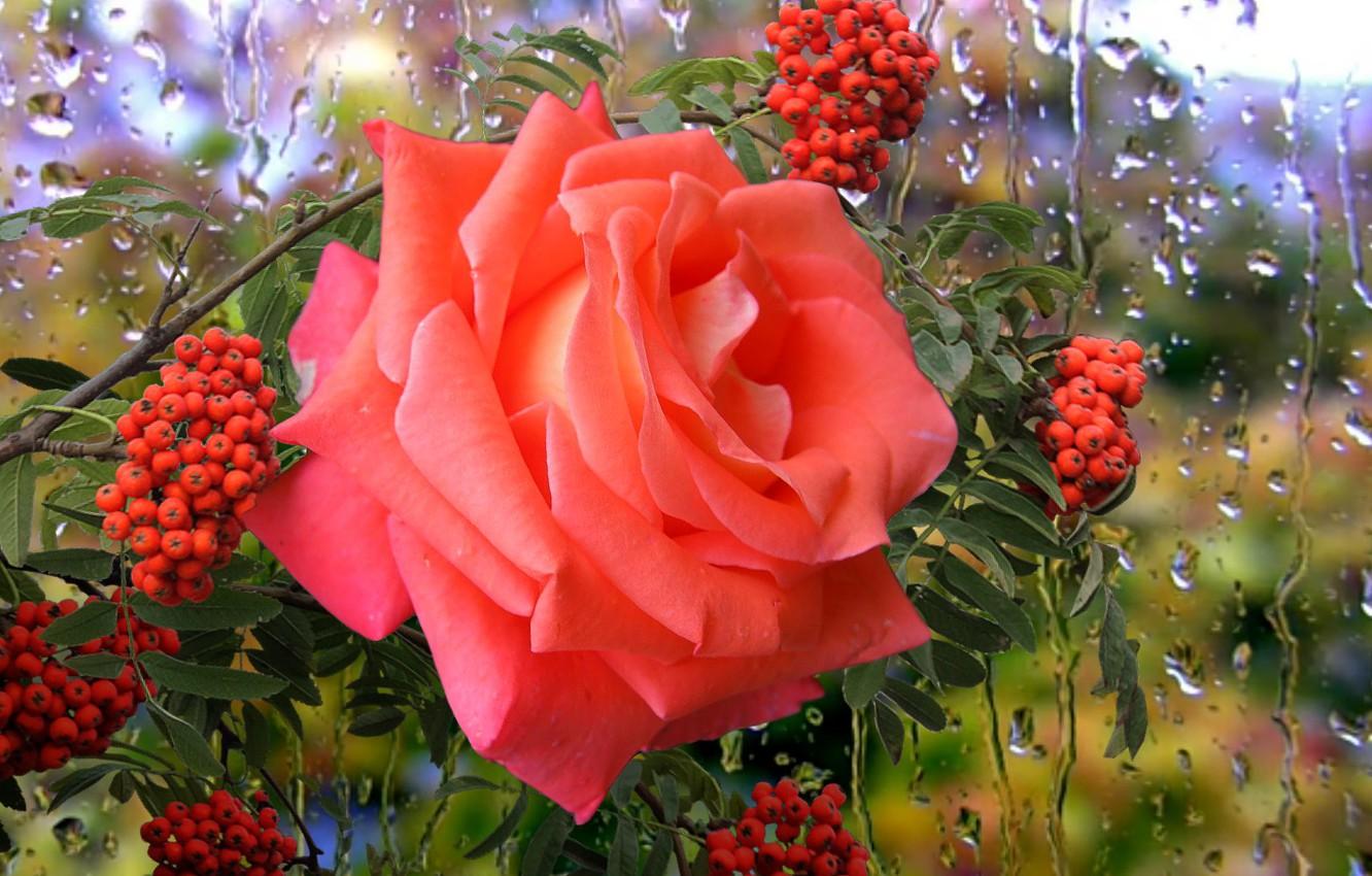 Rain Rose Wallpapers - Top Free Rain Rose Backgrounds - WallpaperAccess