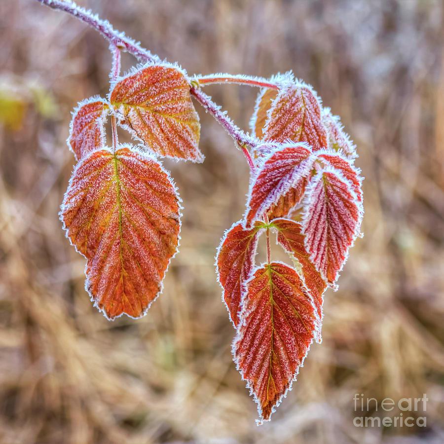 Frosty Morning Wallpapers - Top Free Frosty Morning Backgrounds ...