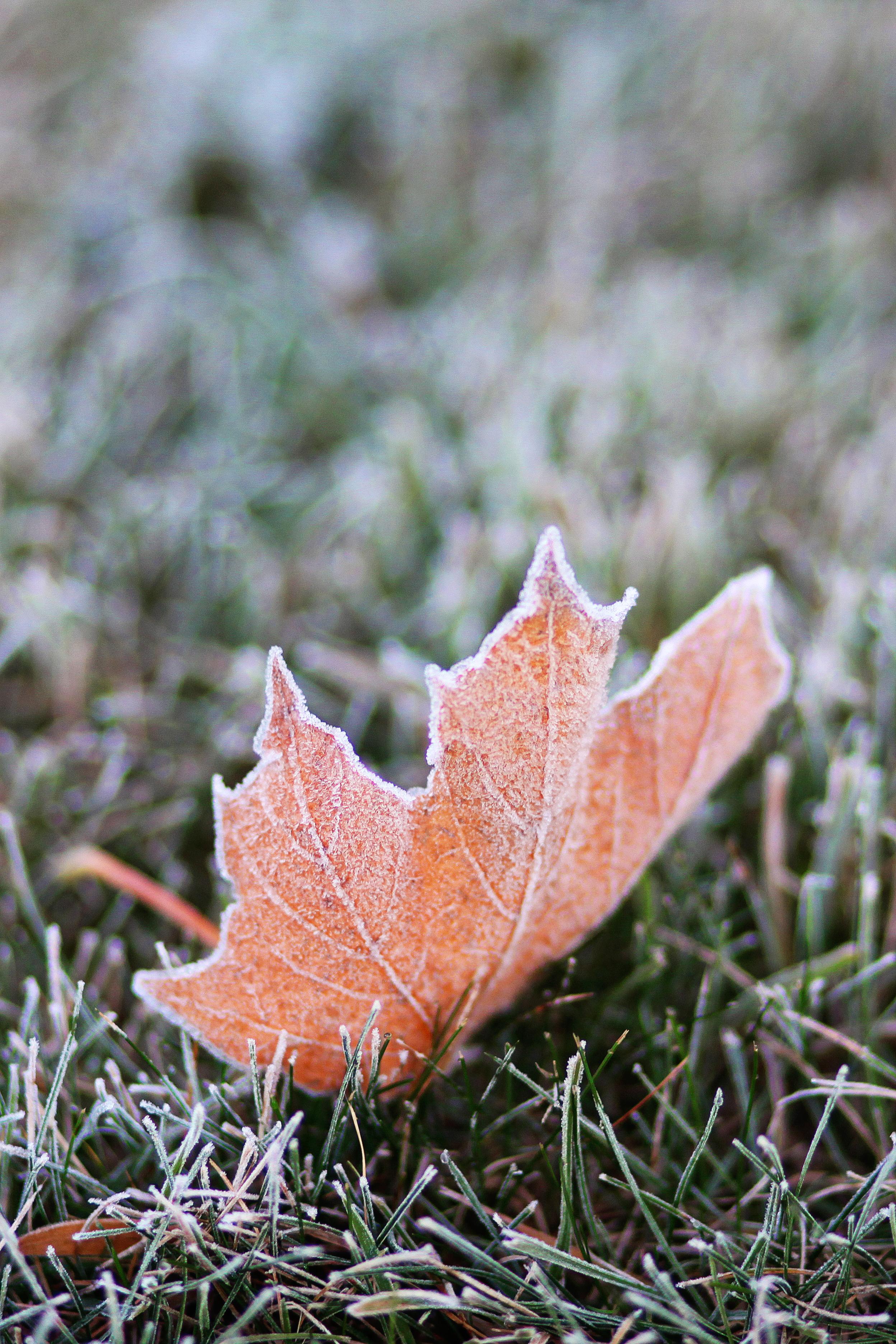 Frosty Morning Wallpapers - Top Free Frosty Morning Backgrounds ...
