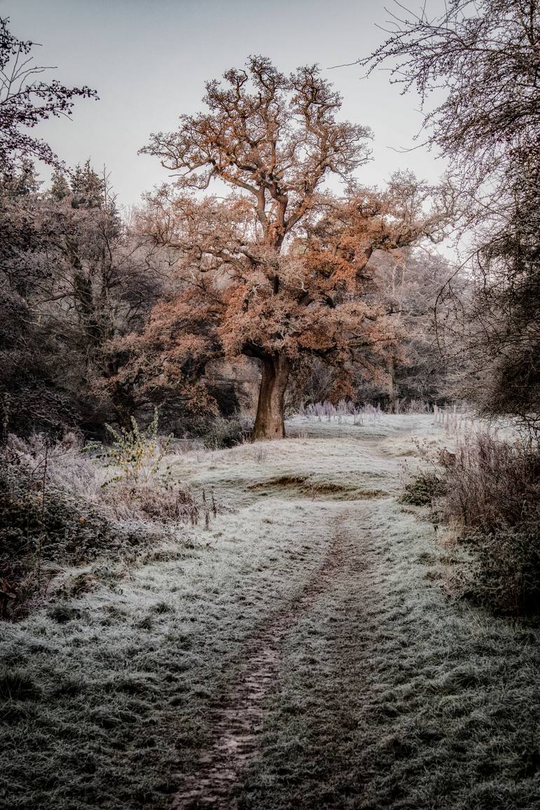 Frosty Morning Wallpapers - Top Free Frosty Morning Backgrounds ...