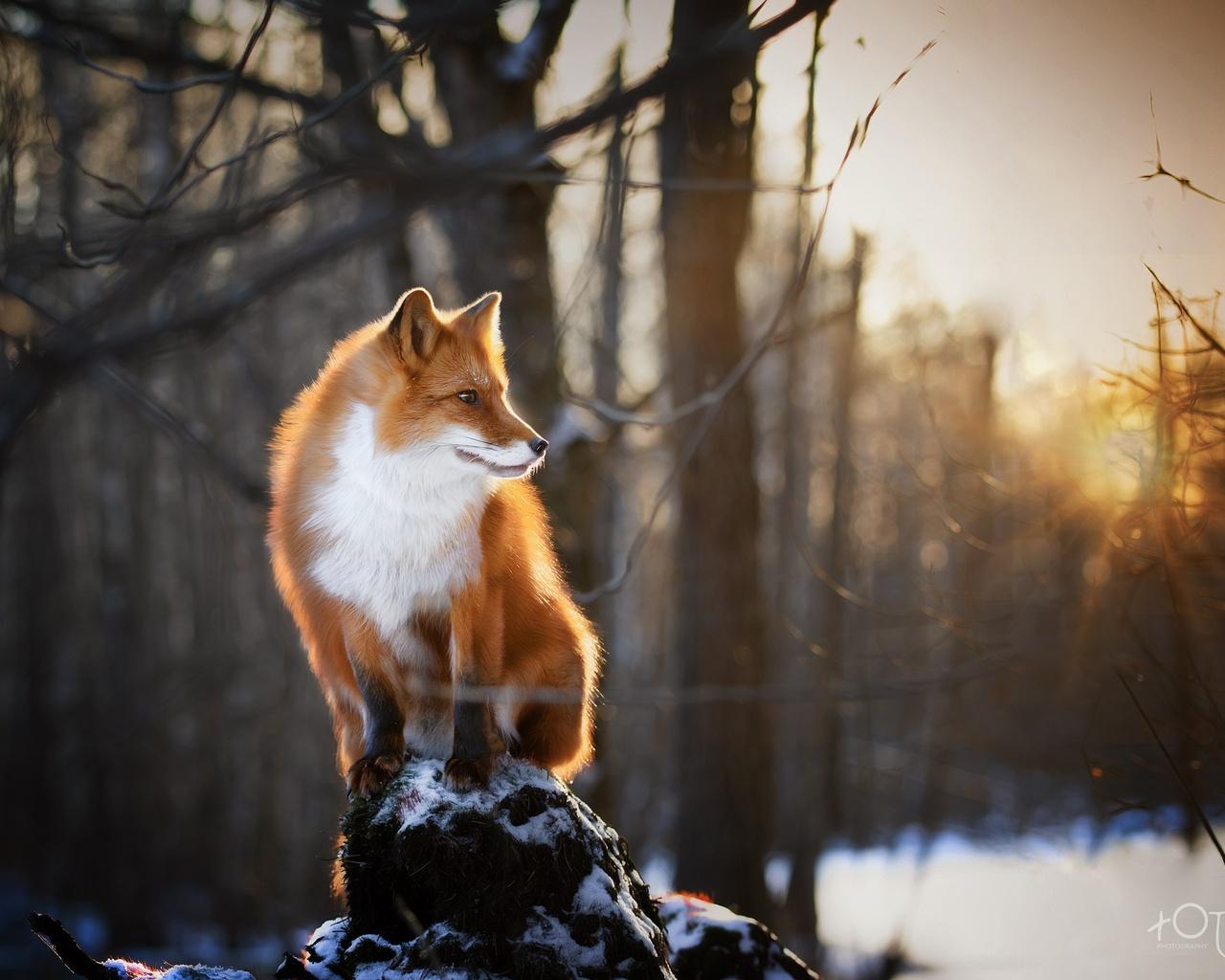 Cold Morning Wallpapers - Top Free Cold Morning Backgrounds ...