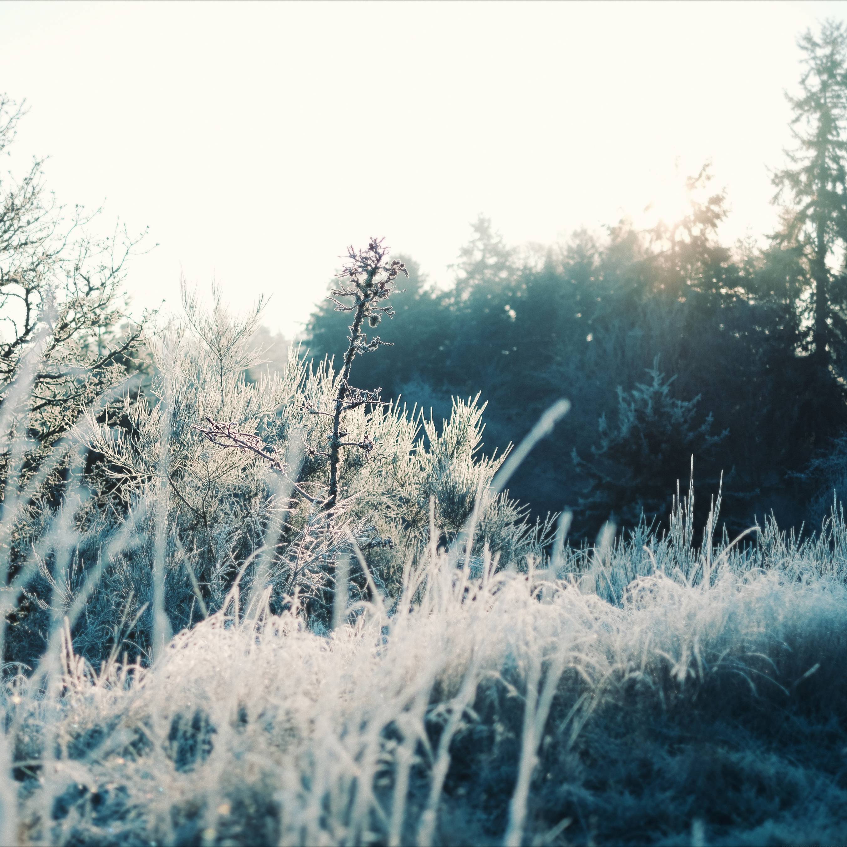 Frosty Morning Wallpapers - Top Free Frosty Morning Backgrounds ...