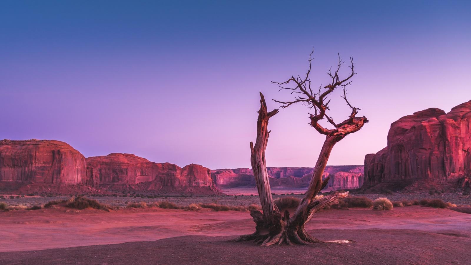Dead Tree Wallpapers - Top Free Dead Tree Backgrounds - WallpaperAccess