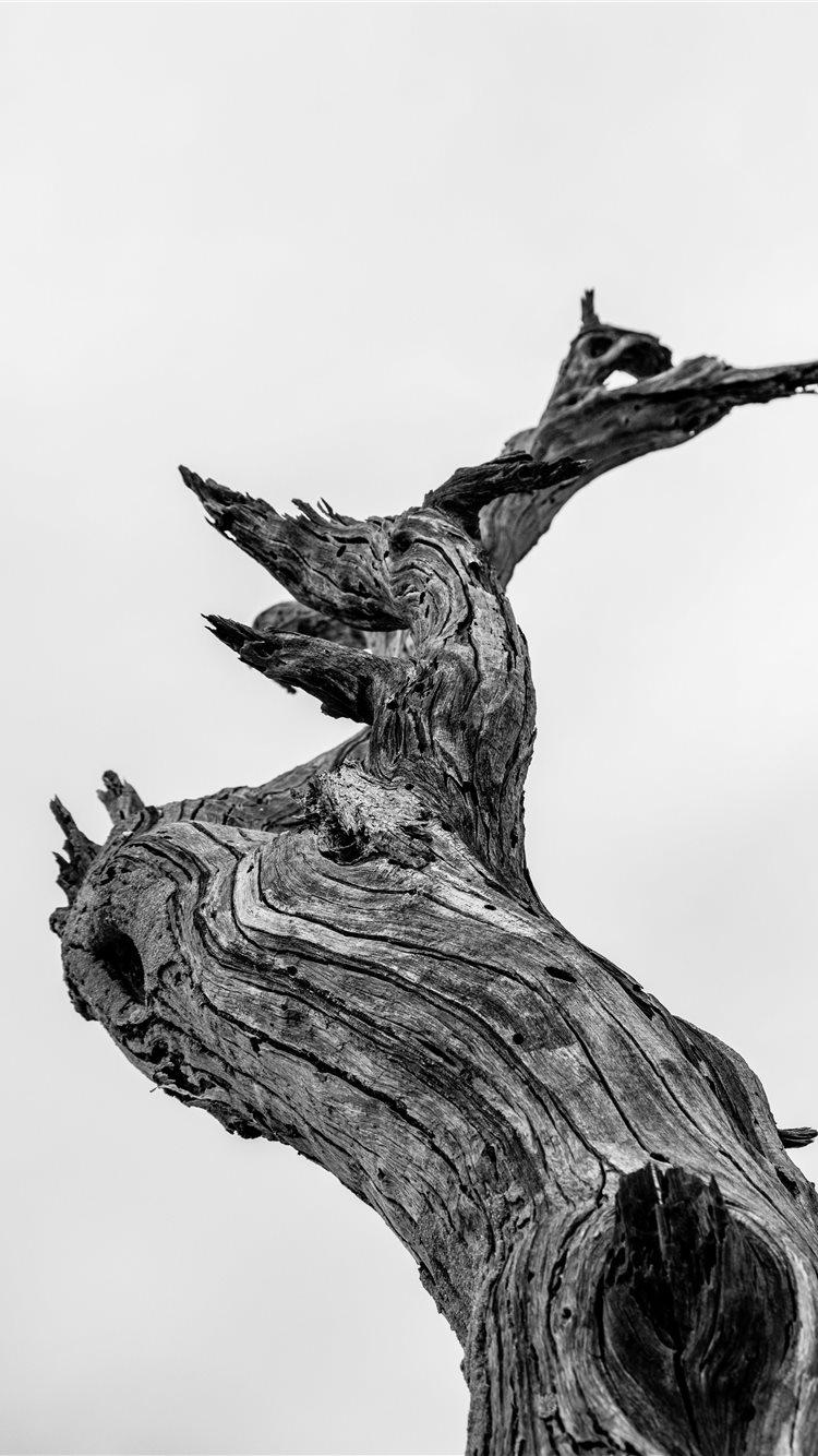 Dead Tree Wallpapers - Top Free Dead Tree Backgrounds - WallpaperAccess