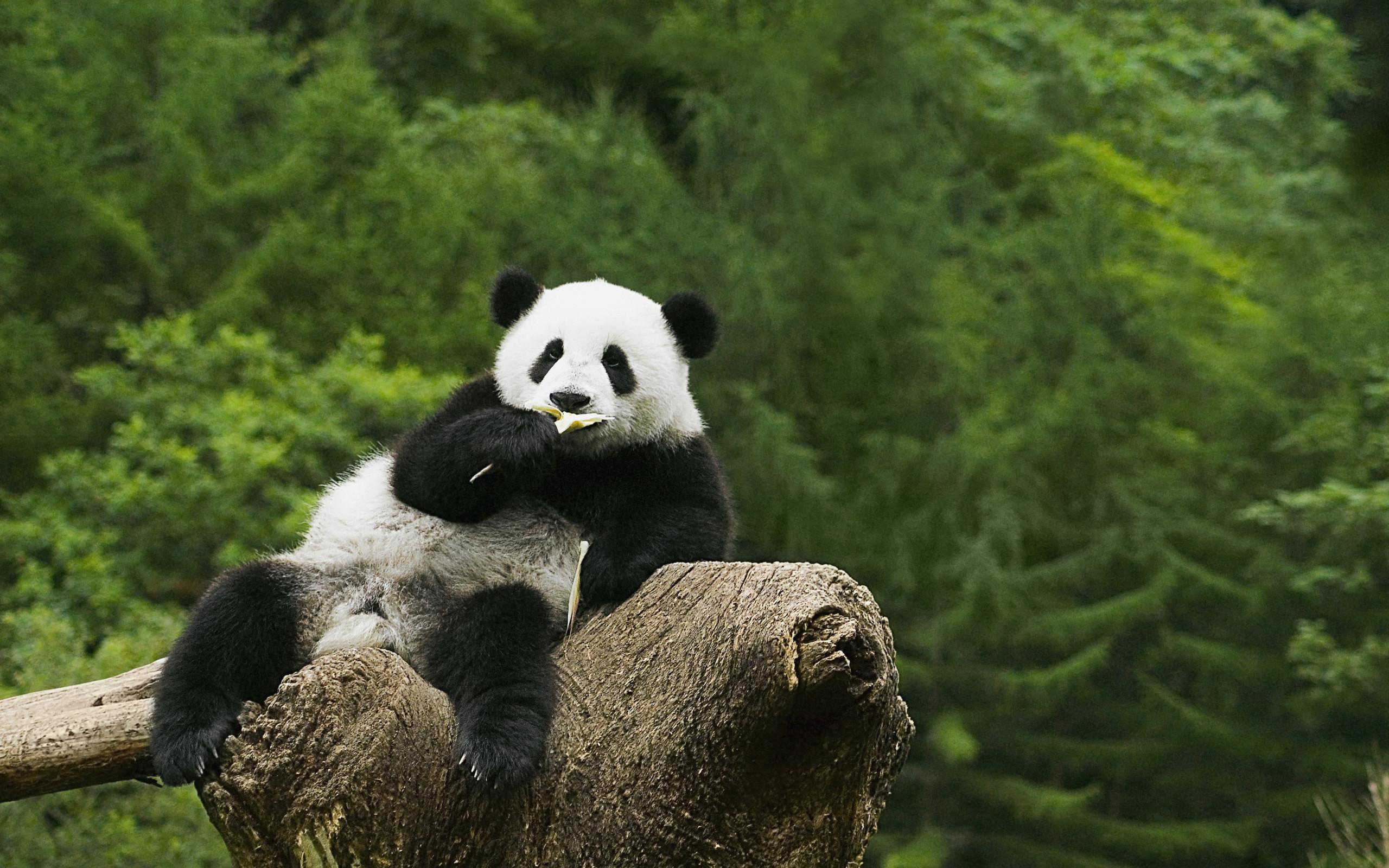 Beautiful Panda Desktop Wallpapers - Top Free Beautiful Panda Desktop ...