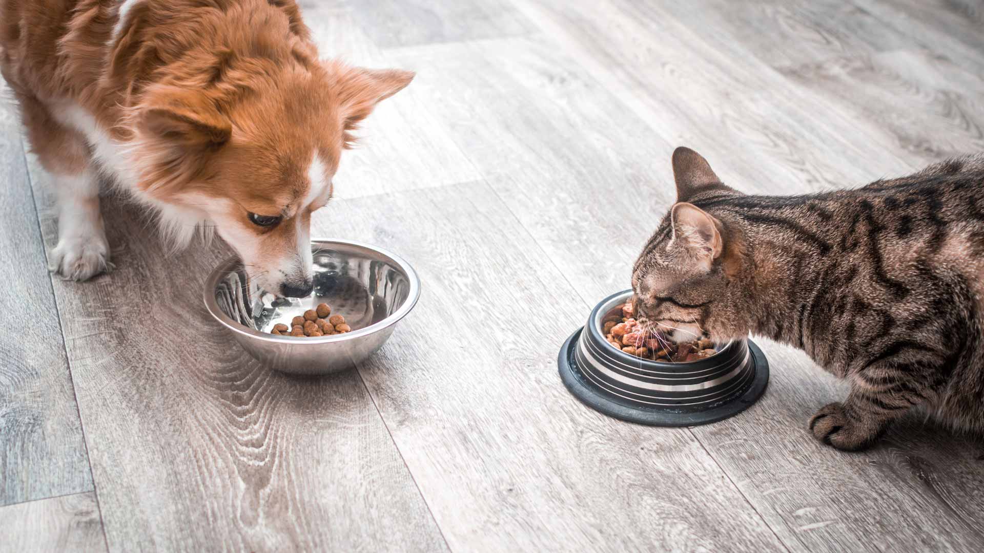 Pet Food Wallpapers - Top Free Pet Food Backgrounds - WallpaperAccess