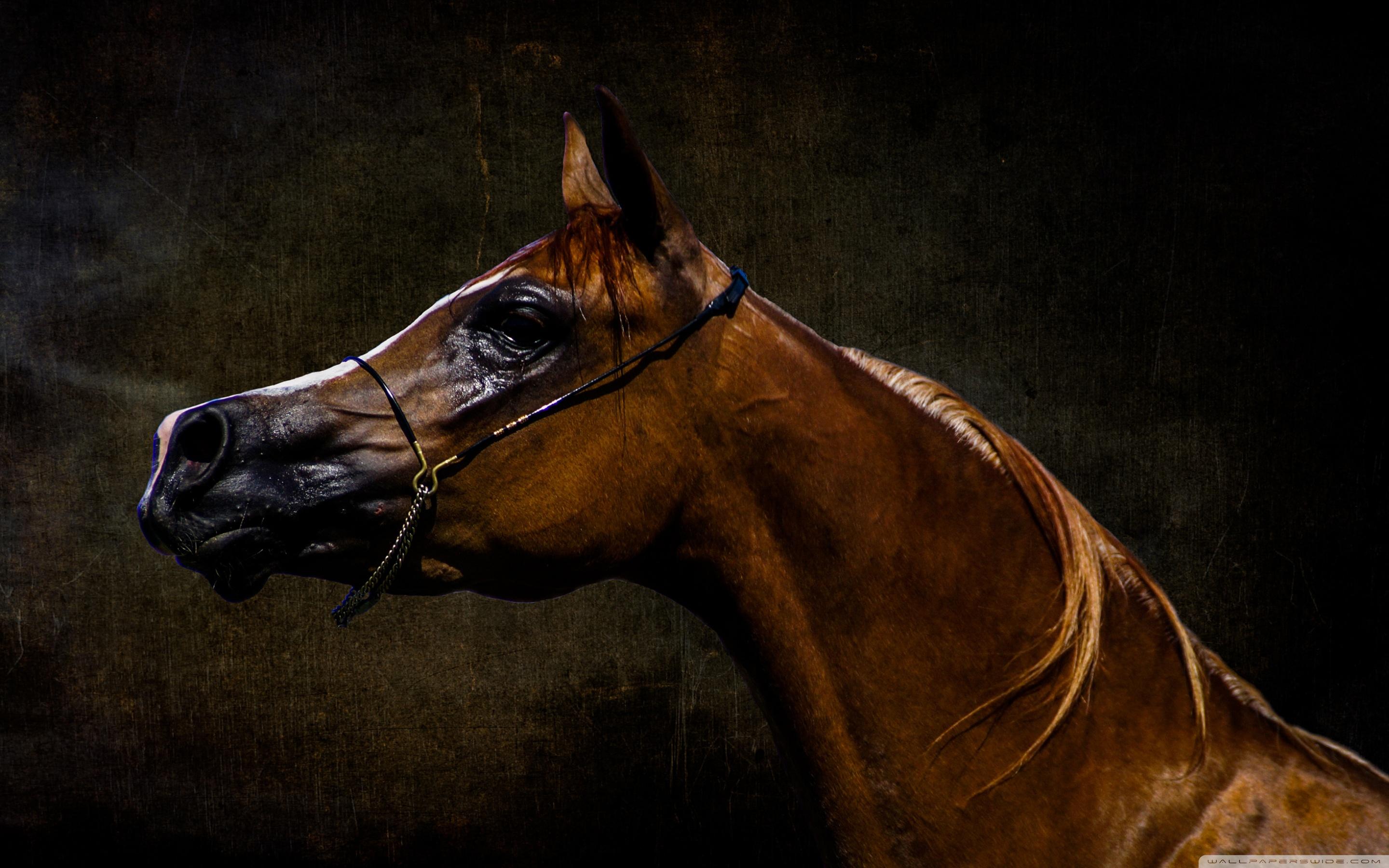 Girly Horse Wallpapers - Top Free Girly Horse Backgrounds - WallpaperAccess