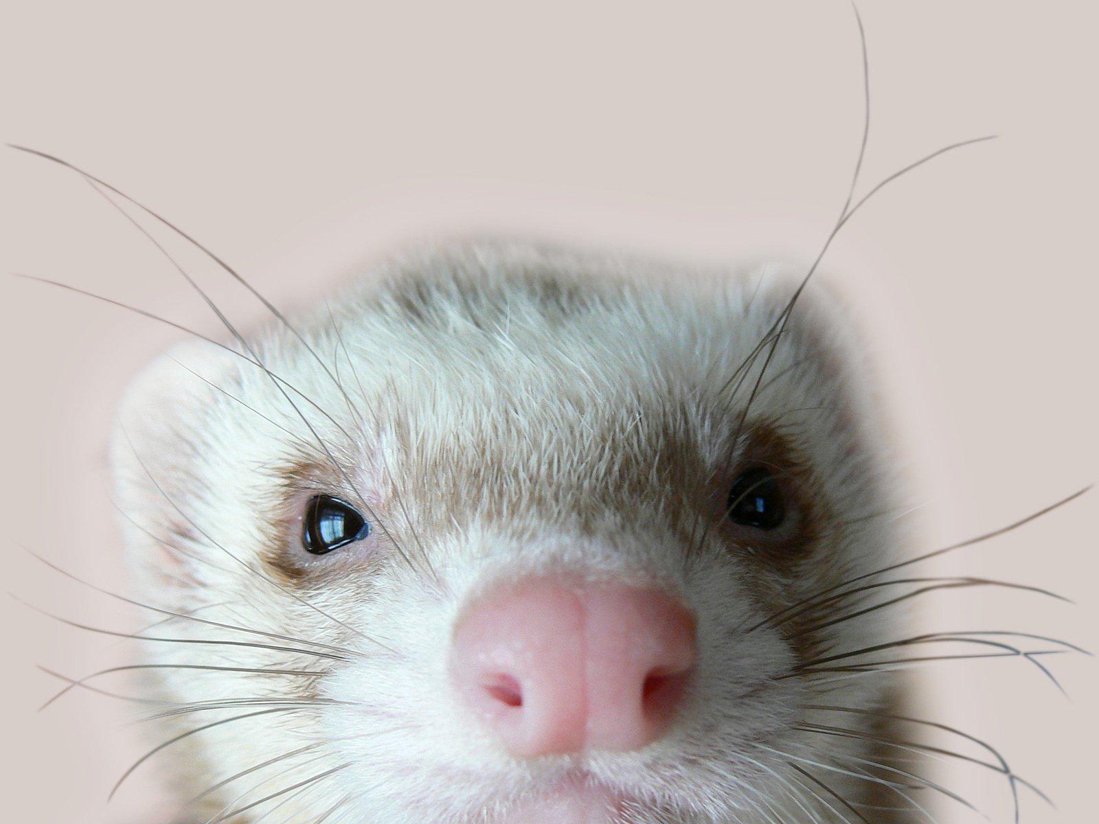 Kawaii Ferret Wallpapers - Top Free Kawaii Ferret Backgrounds ...