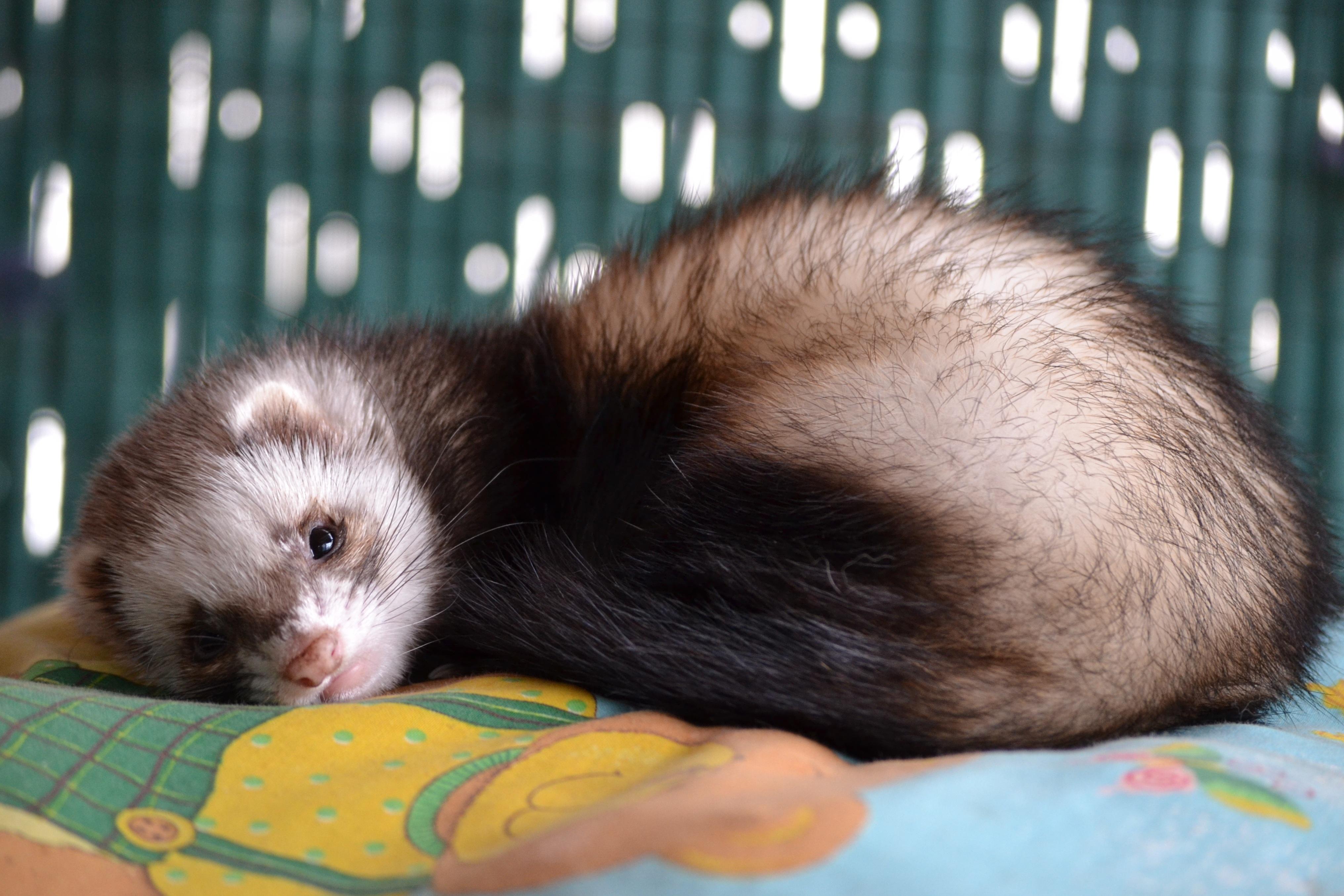 Kawaii Ferret Wallpapers - Top Free Kawaii Ferret Backgrounds ...
