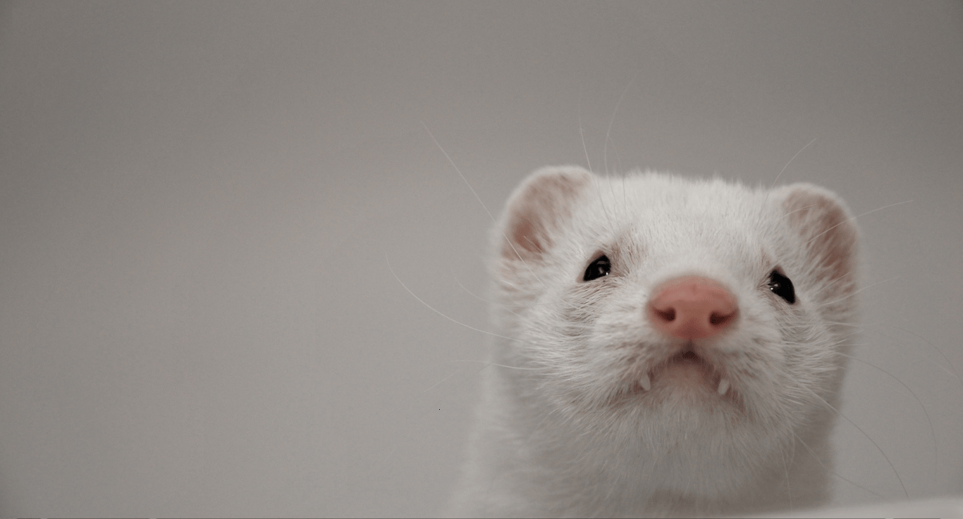 Kawaii Ferret Wallpapers - Top Free Kawaii Ferret Backgrounds ...