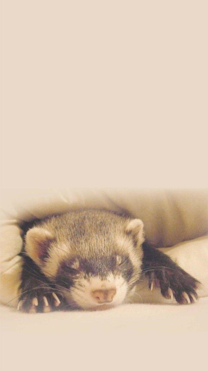 Kawaii Ferret Wallpapers - Top Free Kawaii Ferret Backgrounds ...