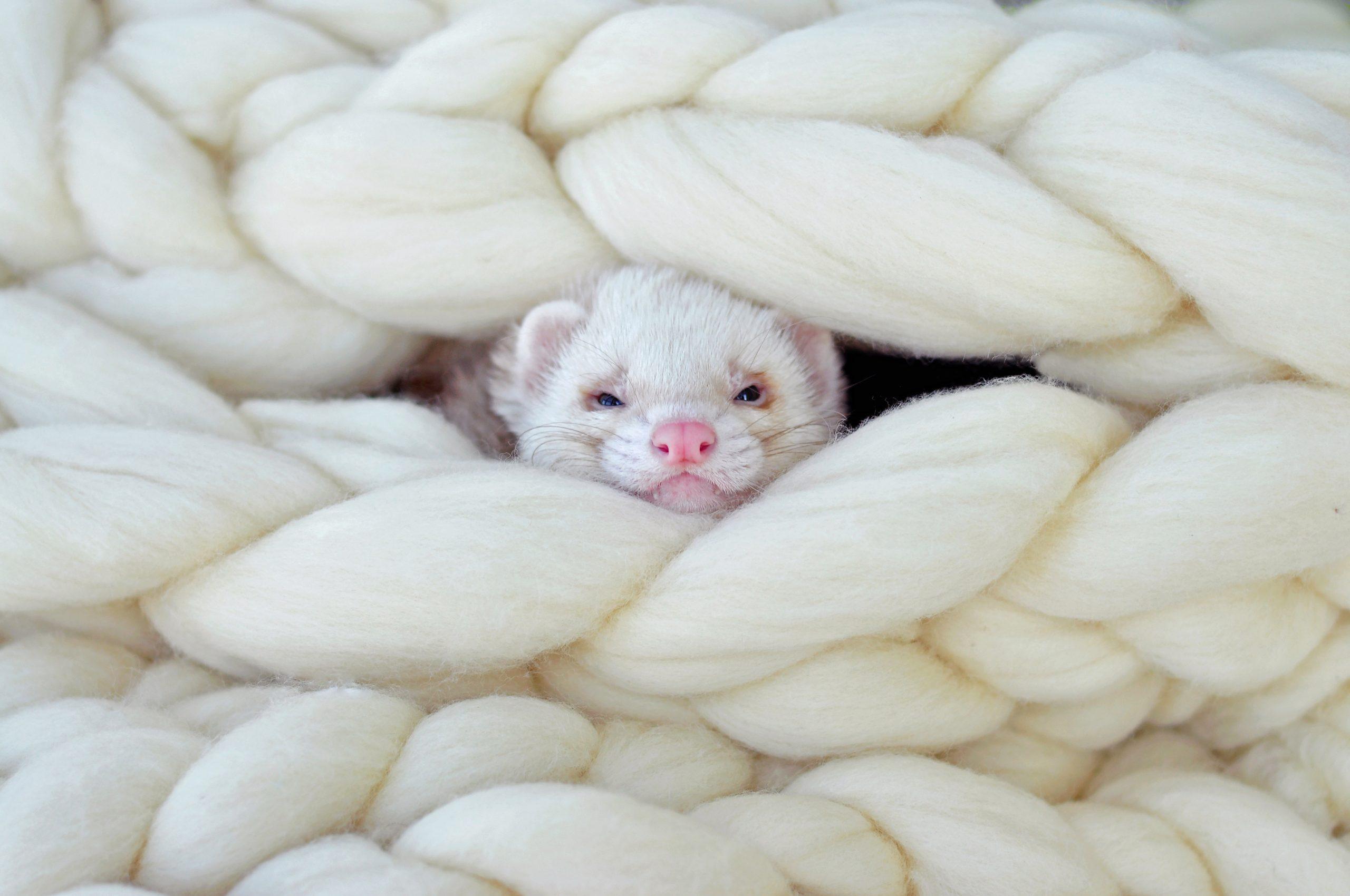 Kawaii Ferret Wallpapers - Top Free Kawaii Ferret Backgrounds ...
