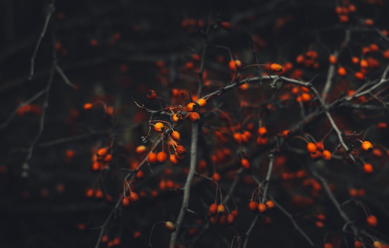 Dark Branches Wallpapers - Top Free Dark Branches Backgrounds ...