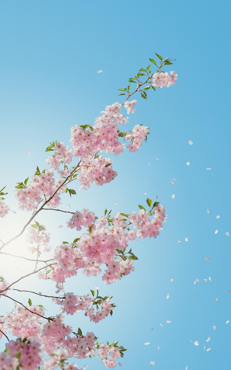 Flower Tablet Wallpapers - Top Free Flower Tablet Backgrounds ...