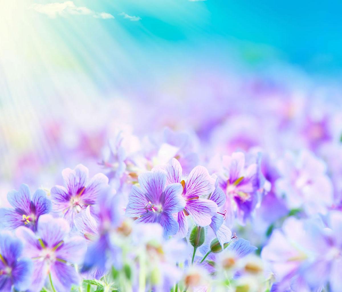 Flower Tablet Wallpapers Top Free Flower Tablet Backgrounds Flower Tablet Wallpapers Top Free Flower Tablet Backgrounds