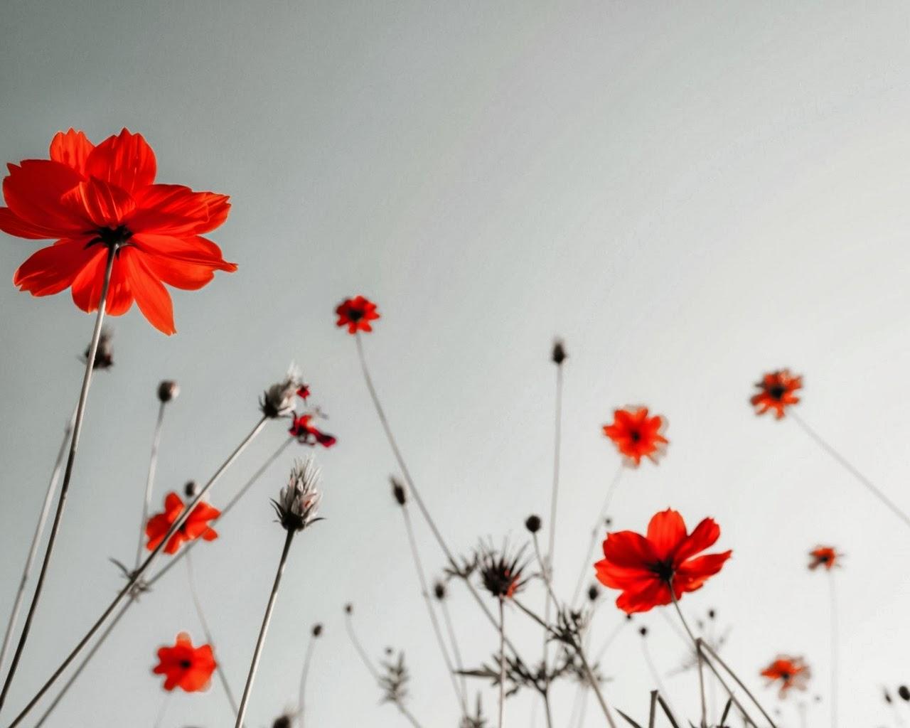 Flower Tablet Wallpapers - Top Free Flower Tablet Backgrounds ...