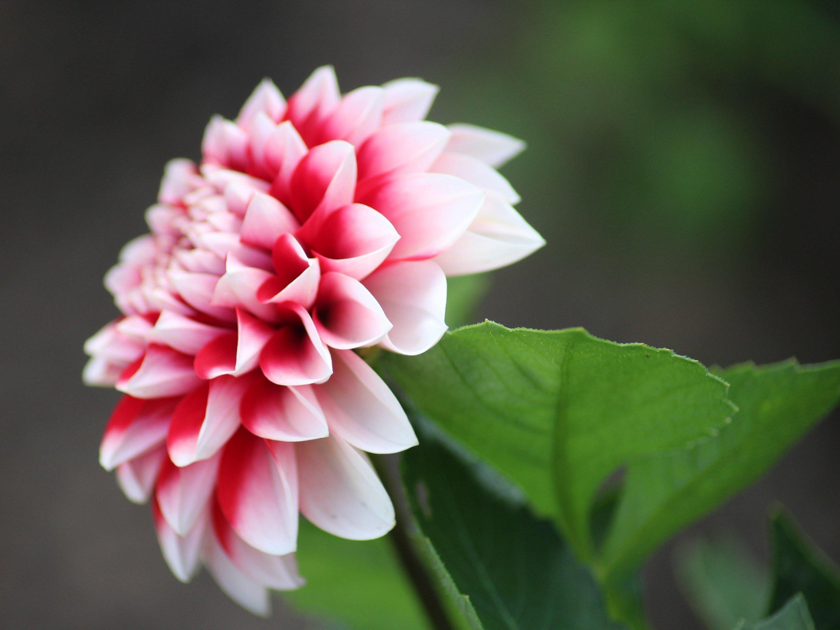 Flower Tablet Wallpapers - Top Free Flower Tablet Backgrounds ...