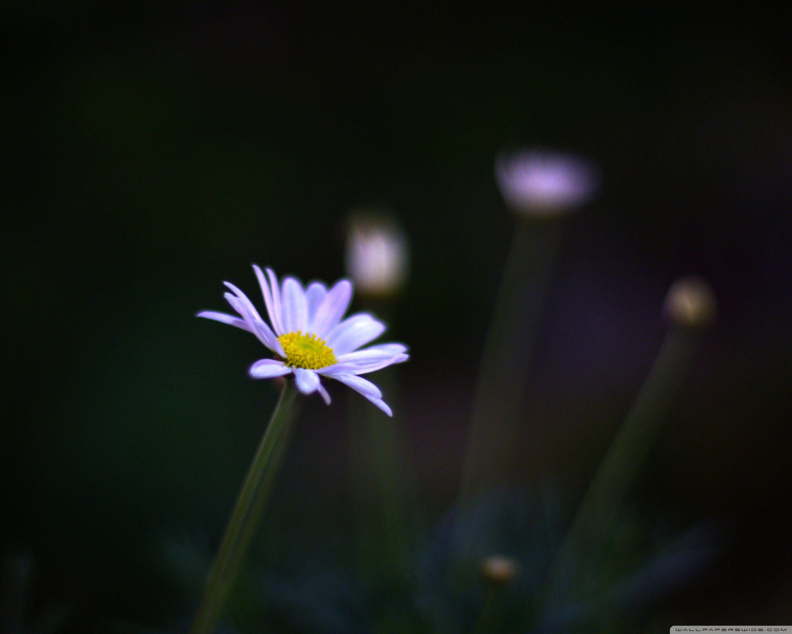 Flower Tablet Wallpapers - Top Free Flower Tablet Backgrounds ...