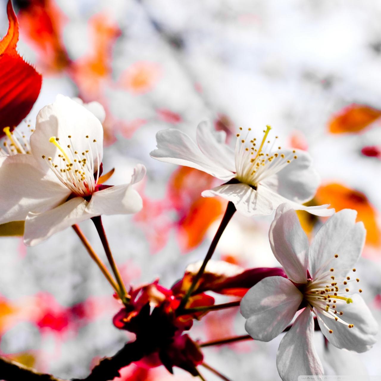 Flower Tablet Wallpapers - Top Free Flower Tablet Backgrounds ...