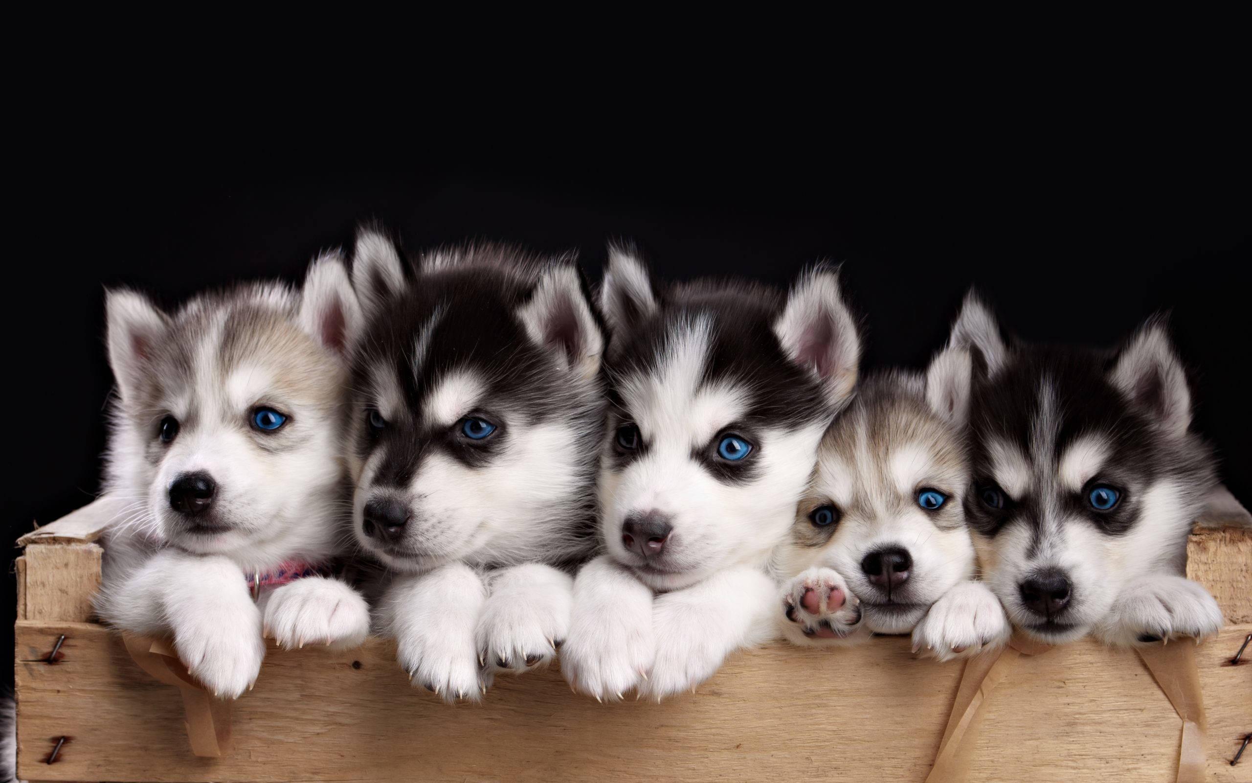 Siberian Husky Desktop Wallpapers - Top Free Siberian Husky Desktop ...