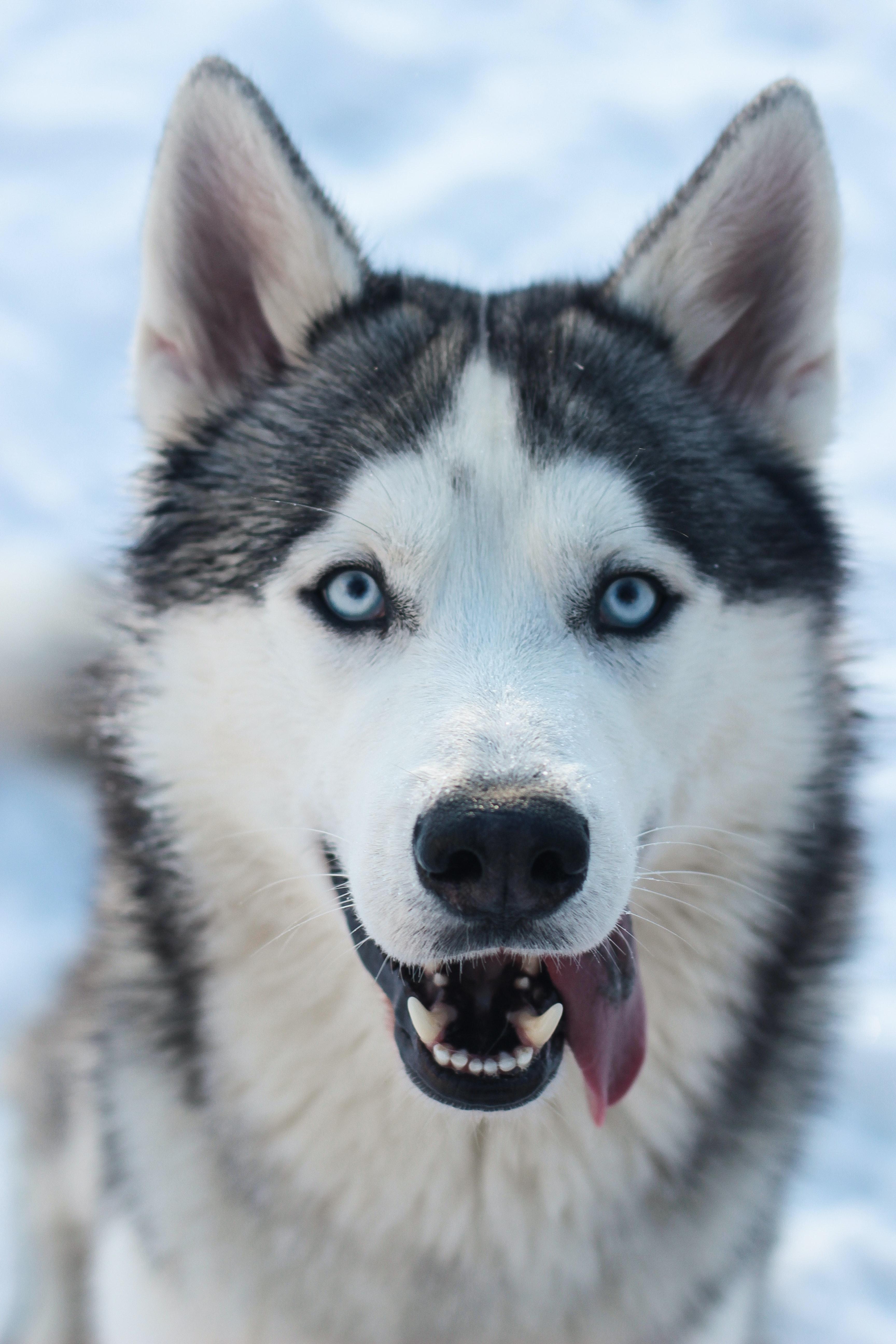 Husky 4k Wallpapers - Top Free Husky 4k Backgrounds - WallpaperAccess