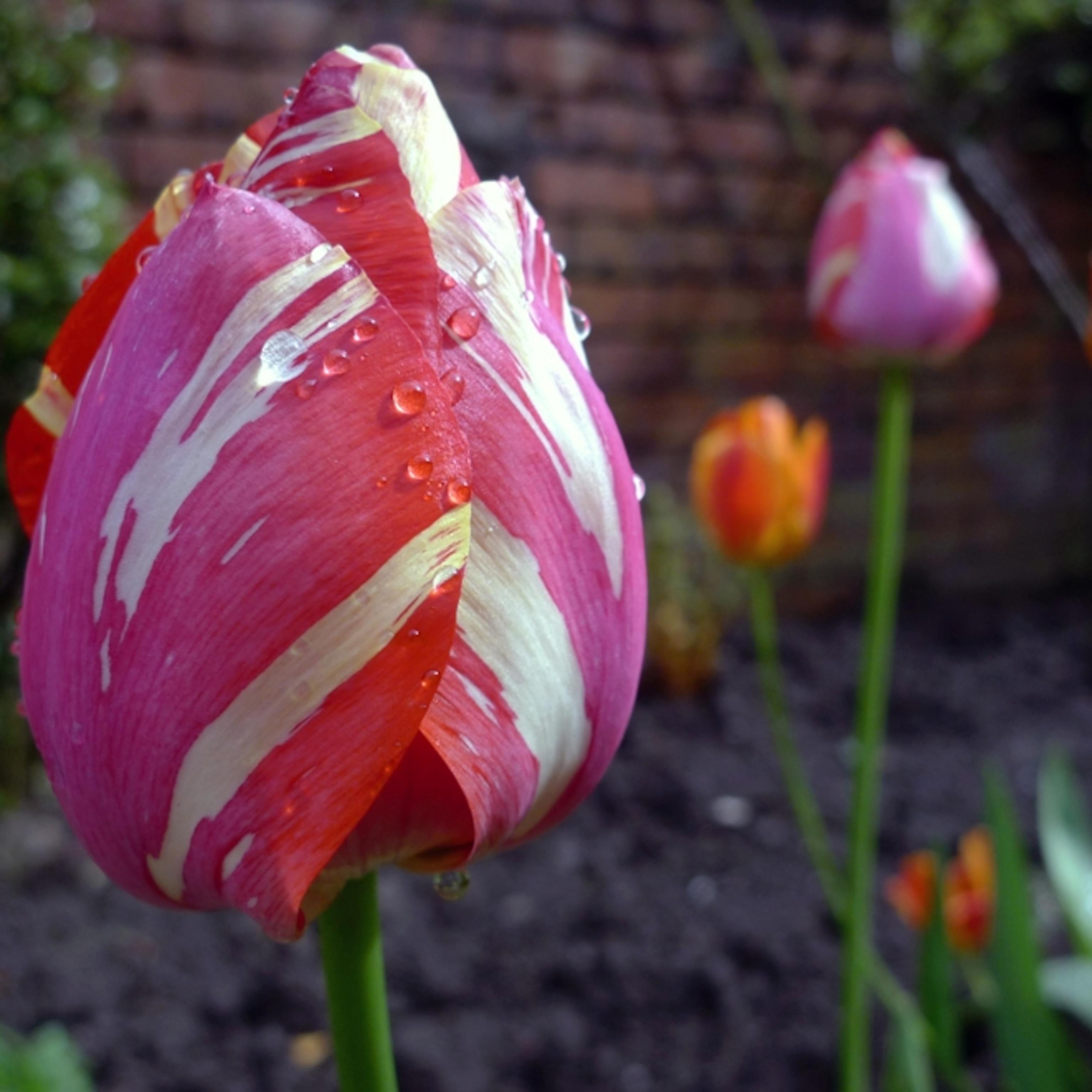 National Geographic Spring Wallpapers - Top Free National Geographic ...